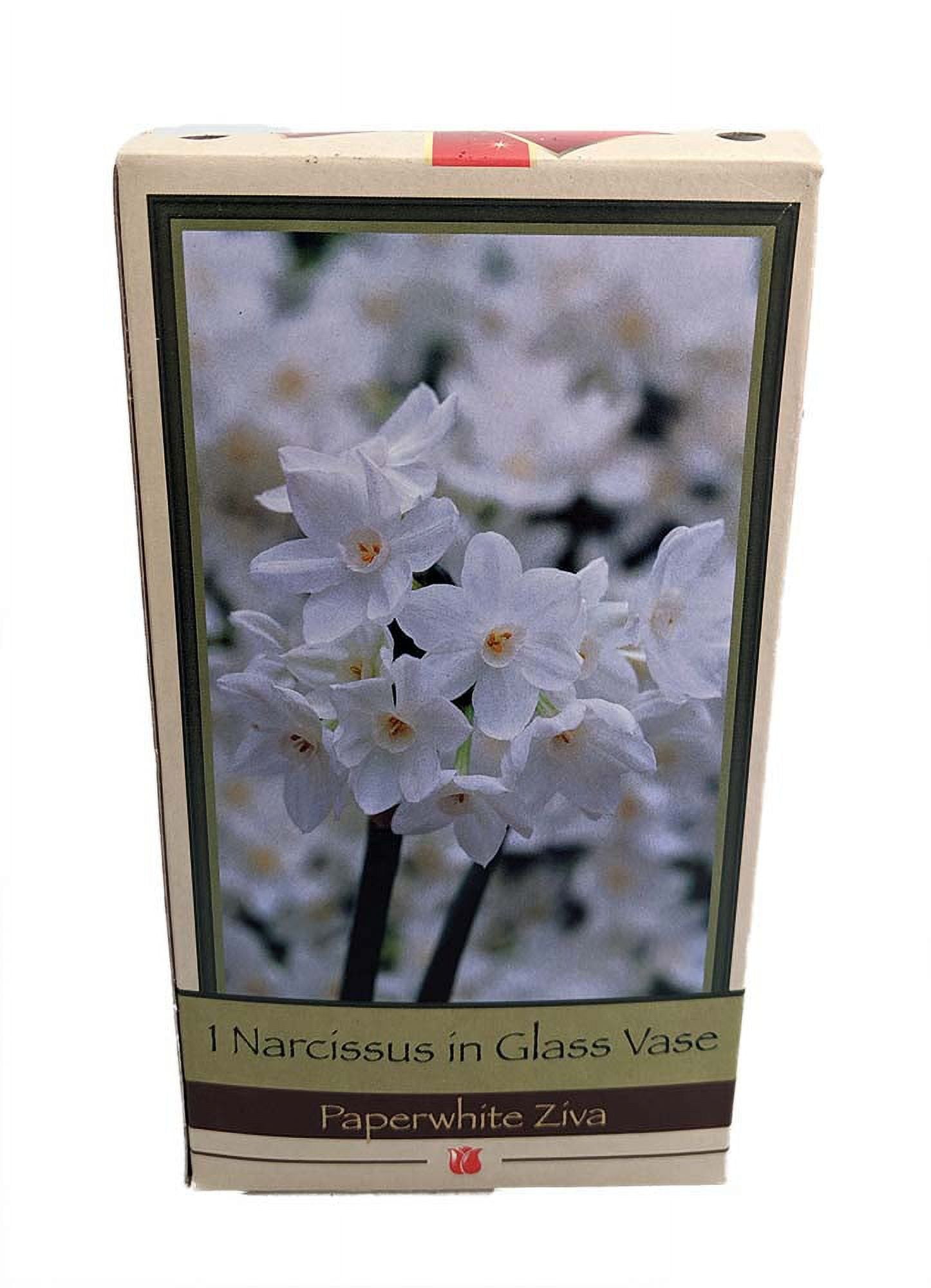 Clear Glass Vase with Paperwhite Narcissus Bulb - 17/18 cm Bulb ...