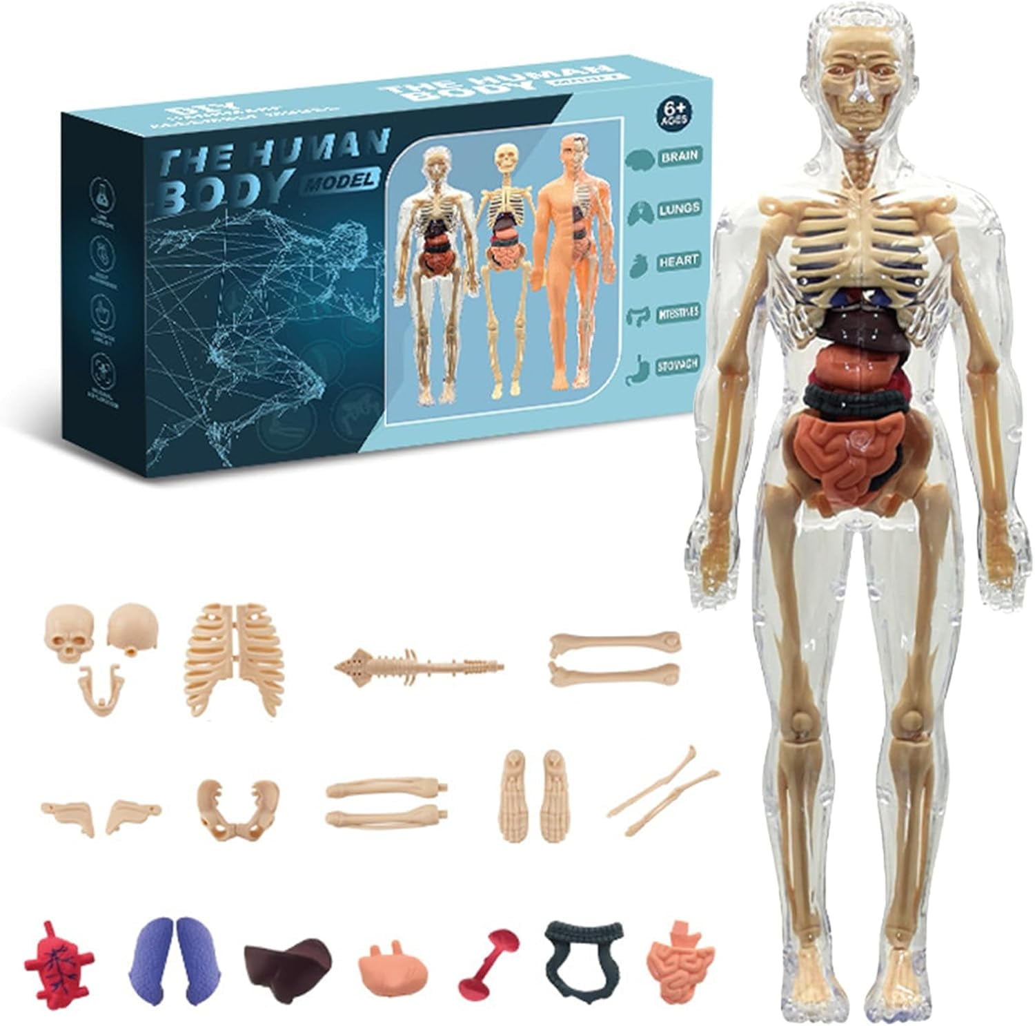 Clear Human Body Structure Model,2026 New Anatomy Model Human Body,3D ...
