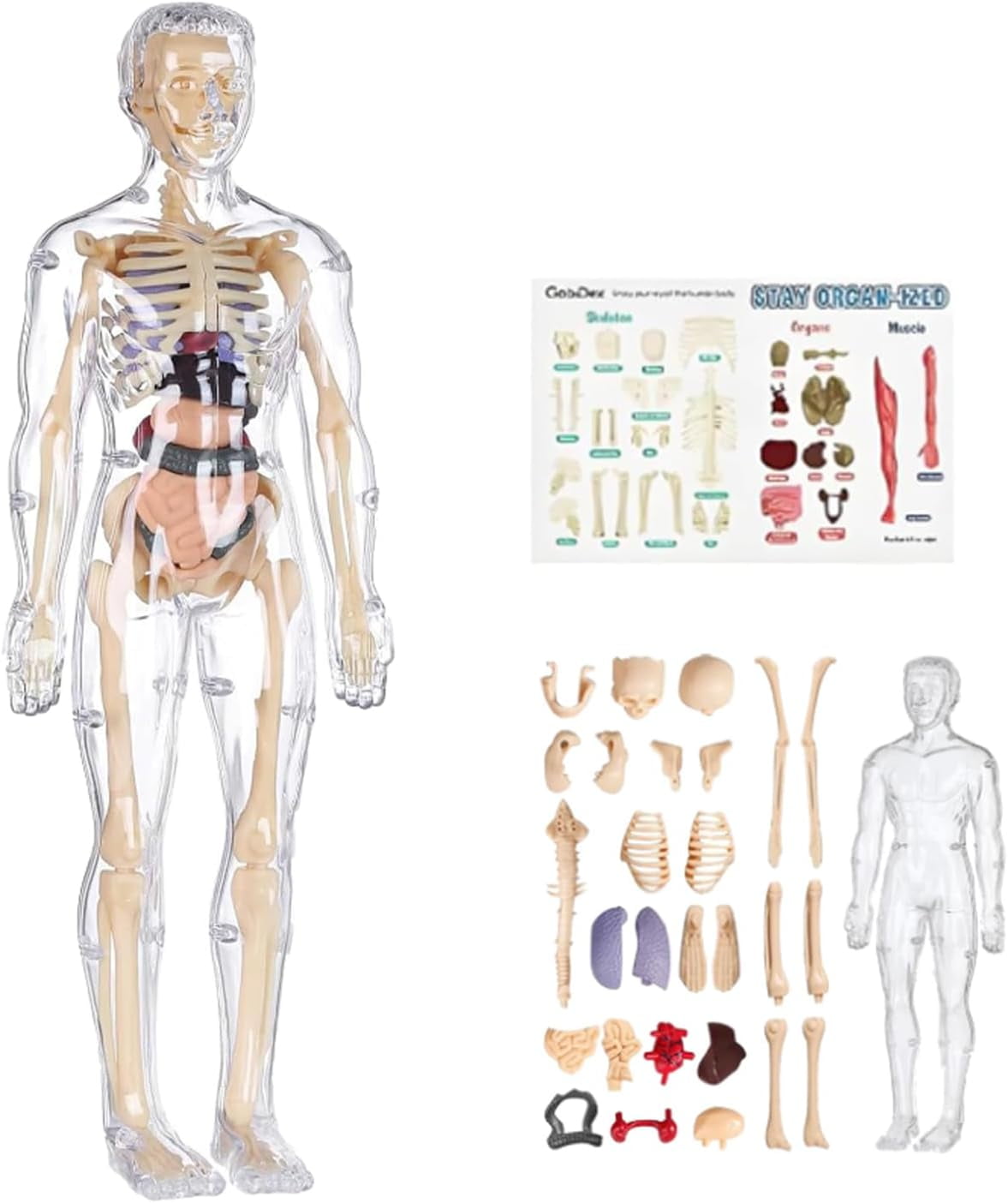Clear Human Body Structure Model, 29 Piece 3D Anatomy Figure Kit ...
