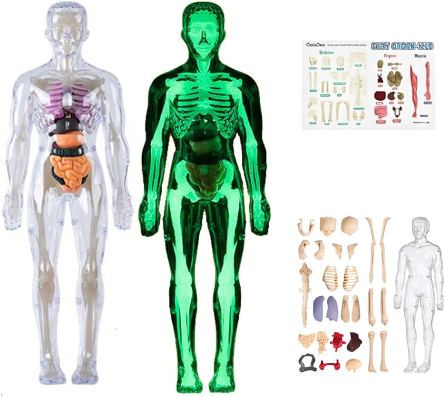Clear Human Body Structure Model, 29 Piece 3D Anatomy Figure Kit ...
