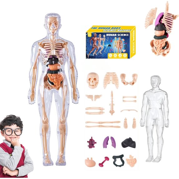 Clear Human Body Structure Model,29 Piece Anatomy Figure 3D Anatomy Kit ...