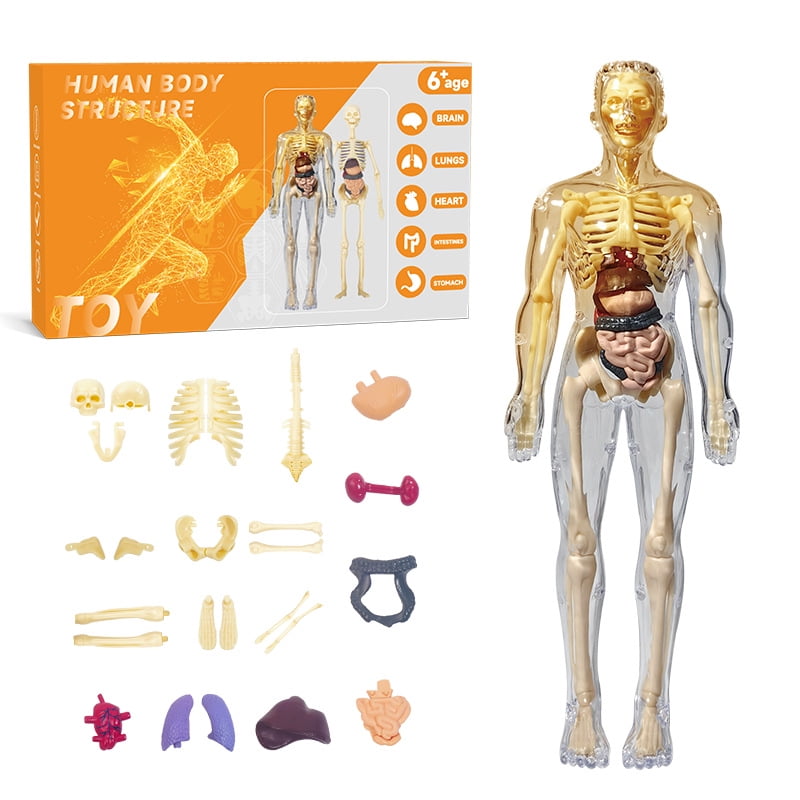 Clear Human Body Structure Model, 29 Piece Anatomy Figure 3D Anatomy ...
