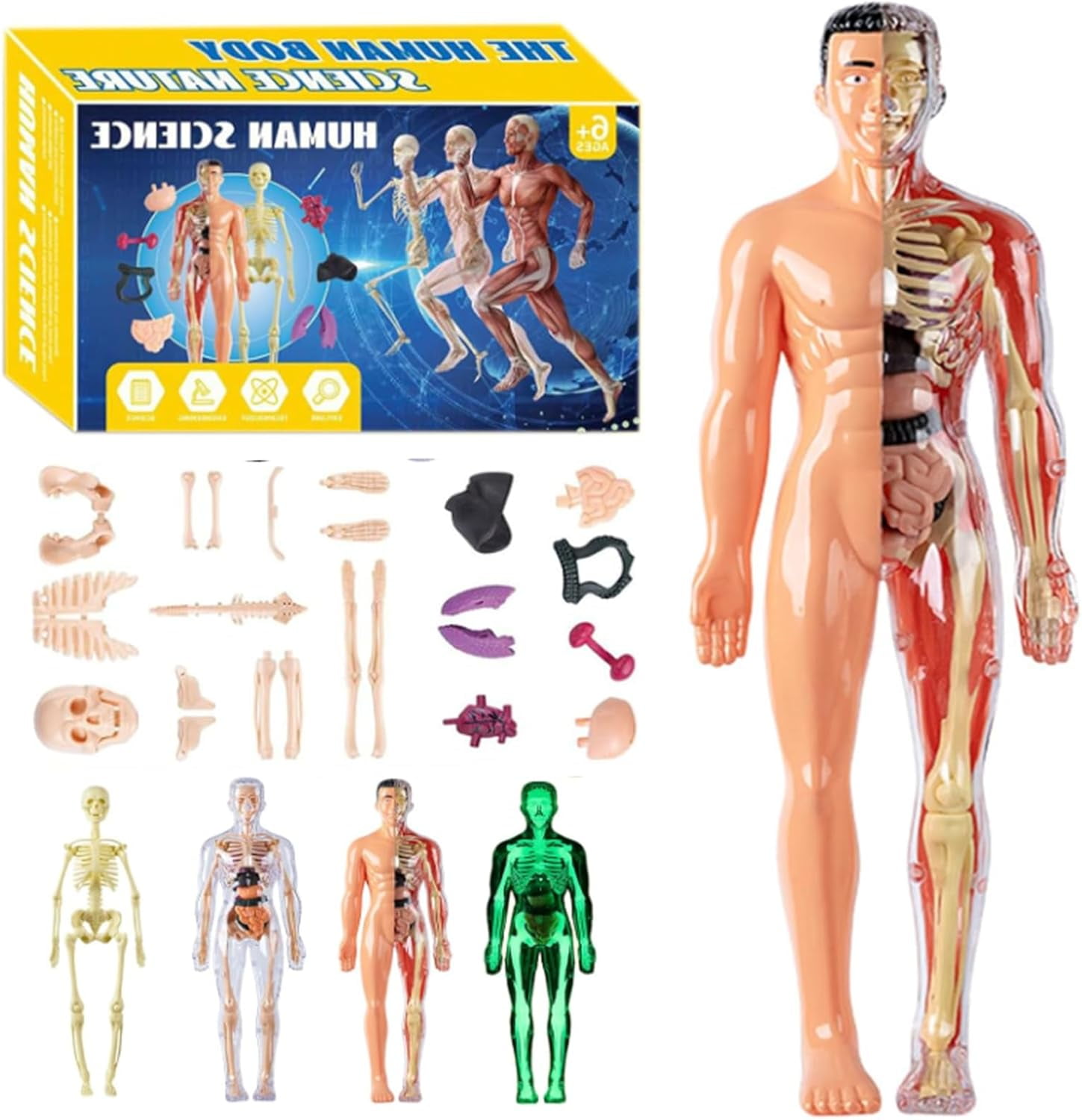 Clear Human Body Structure Model, 29 Piece DIY Assembled Human Torso Organ Model, Organizeh ...