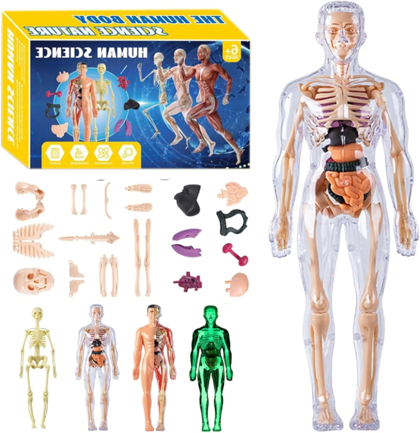 Clear Human Body Structure Model, 29 Piece DIY Assembled Human Torso Organ Model, Organizeh ...