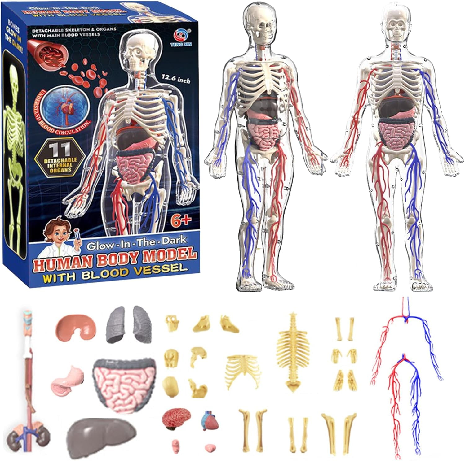 Clear Human Body Structure Model -29-Piece Set,Anatomy Figure,Removable ...