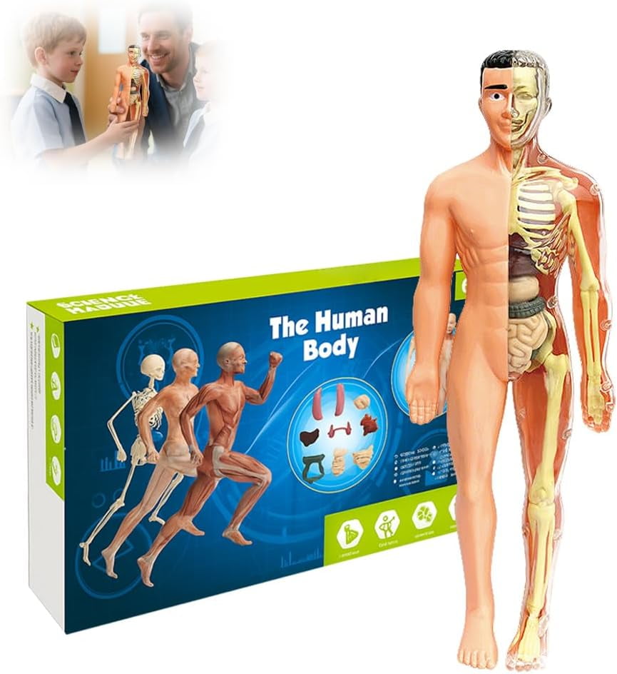 Clear Human Body Structure Model,3D Anatomy Kit with Removable Organs ...