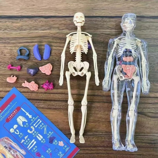 Clear Human Body Structure Model, 3D Human Anatomy Model for Anatomy ...