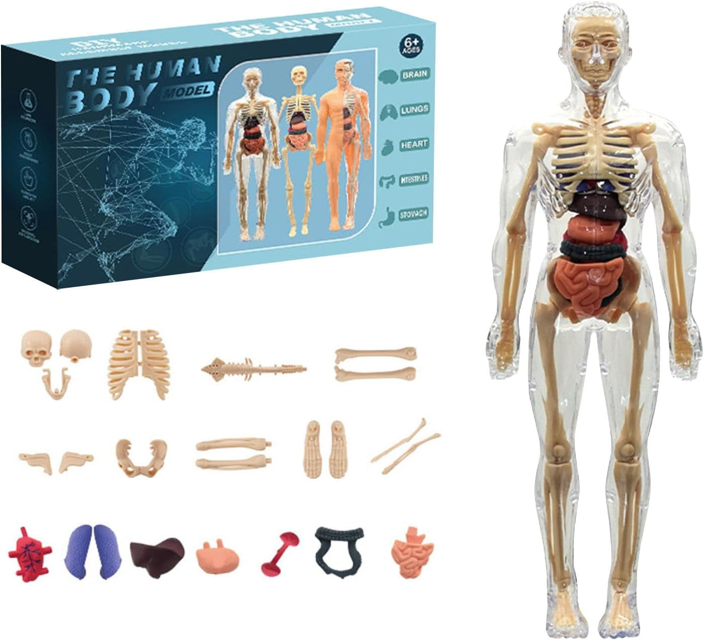 Clear Human Body Structure Model, Anatomy Figure 3D Anatomy Kit ...