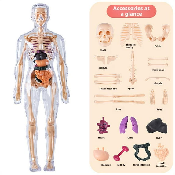 Clear Human Body Structure Model with Instruction Guide, 1PC 3D Anatomy ...