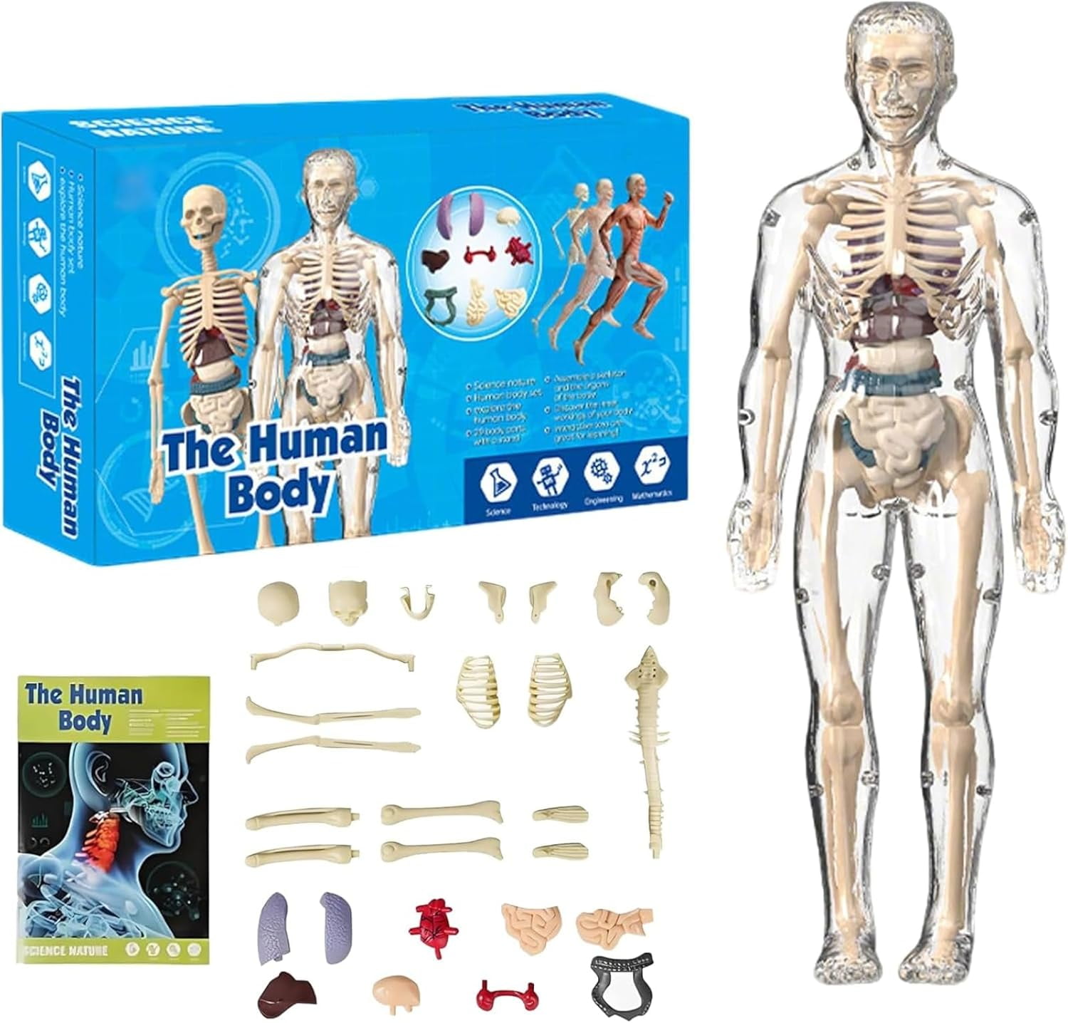 Clear Human Body Structure Model, Organizeh Human Body Skeleton Model ...