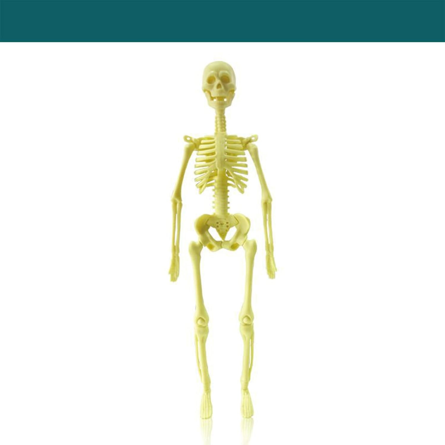 Clear Human Body Structure Model, Organizeh Human Body Skeleton Model ...