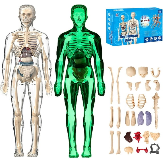 Clear Human Body Structure Model, Portable Human Body Skeleton Model ...