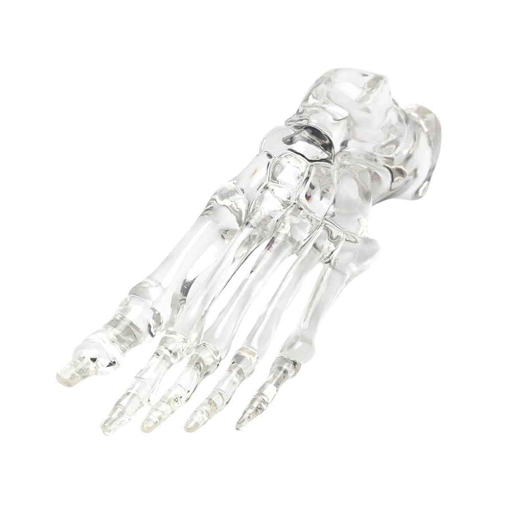 Clear Human Foot Joint Skeleton Model Anatomy Left Foot and Ankle Bone ...