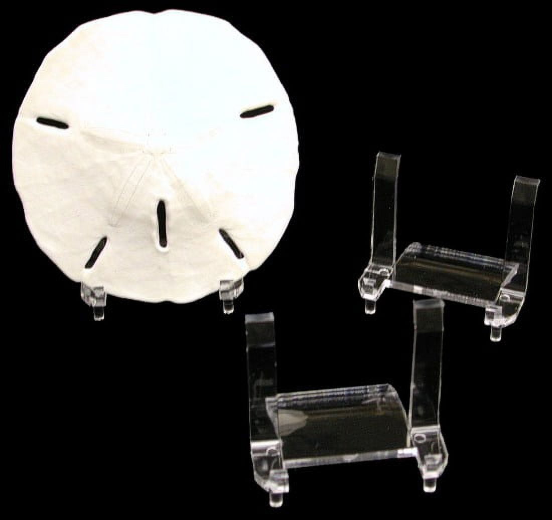 Clear Plastic Sand Dollar Display Stand Small (2x3) Acrylic (each ...