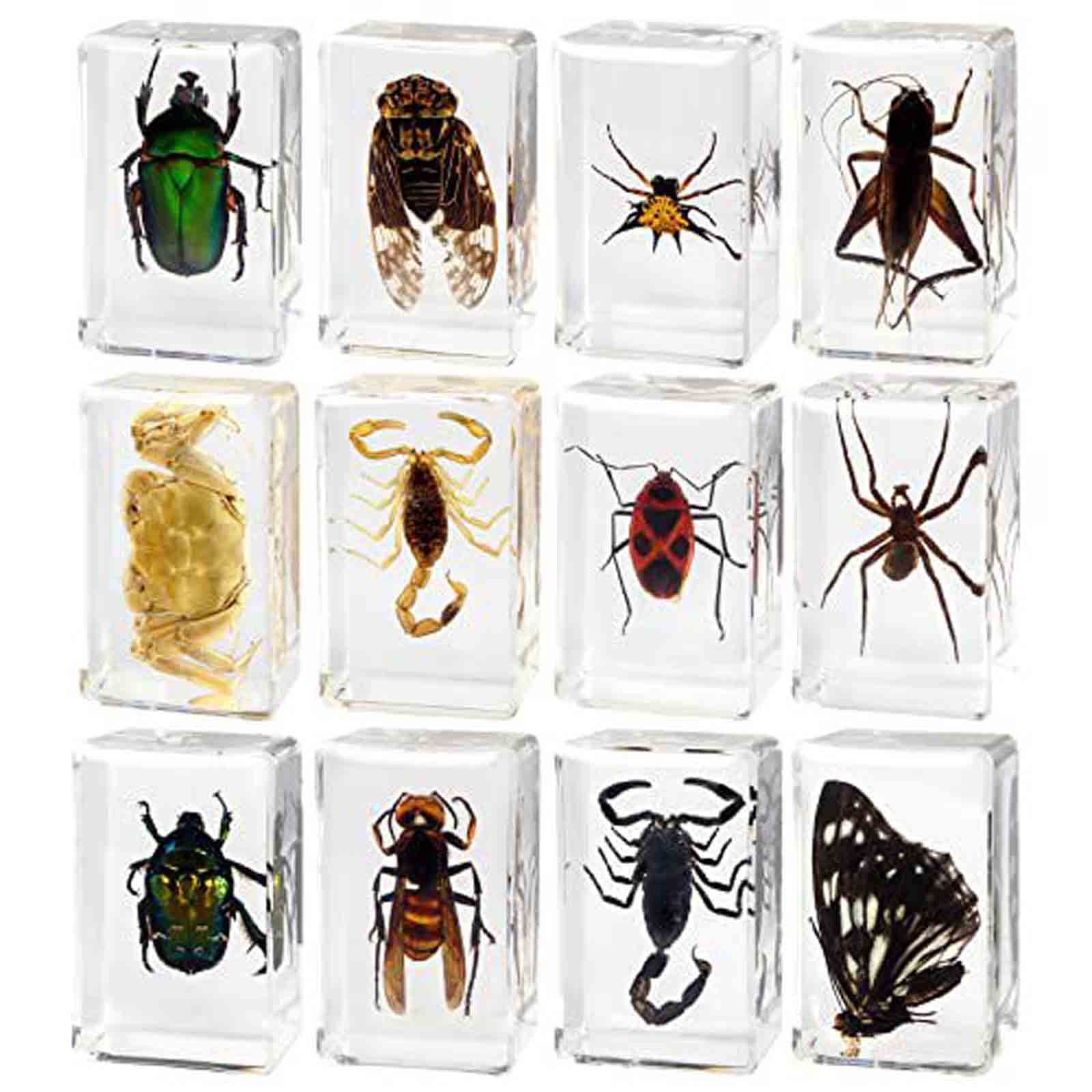 Clear Resin 12 Piece Set Insect Taxidermy Collection Various Real ...