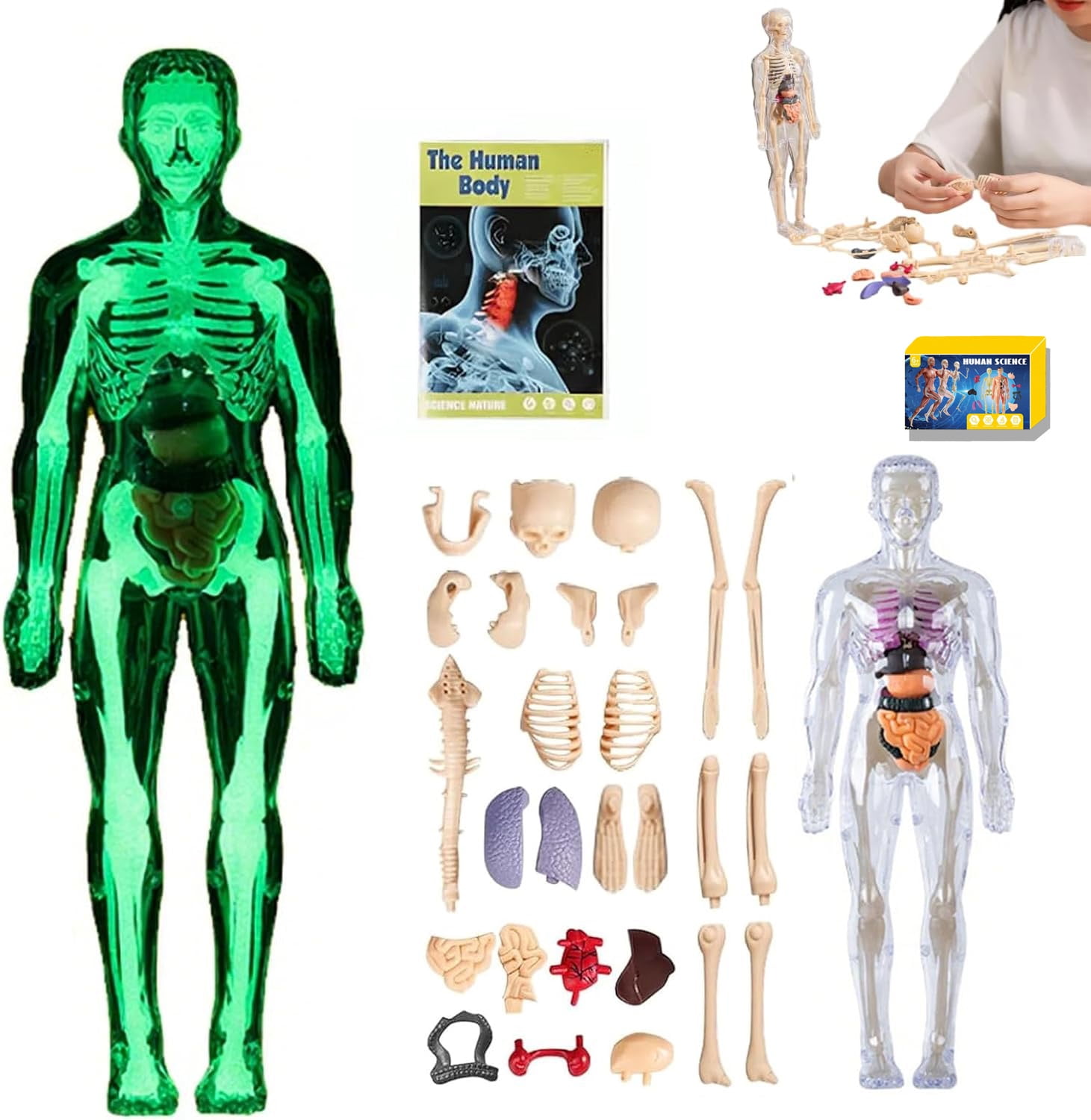 Clear human anatomy model (semi-transparent and fully transparent), 29 ...