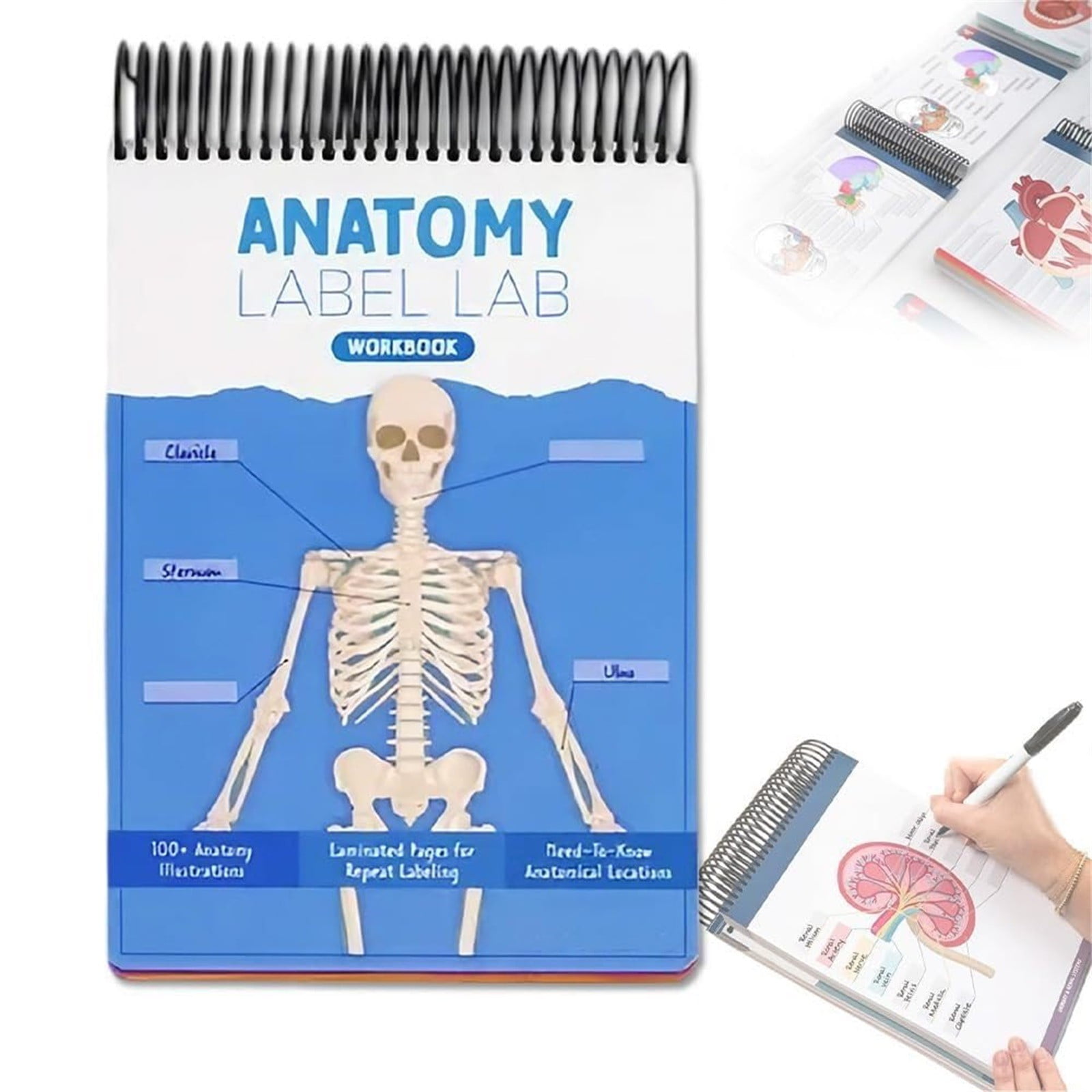Clearance! Anatomy Label Lab Workbook Anatomy Terms Workbook Human Anatomy Illustrations ...