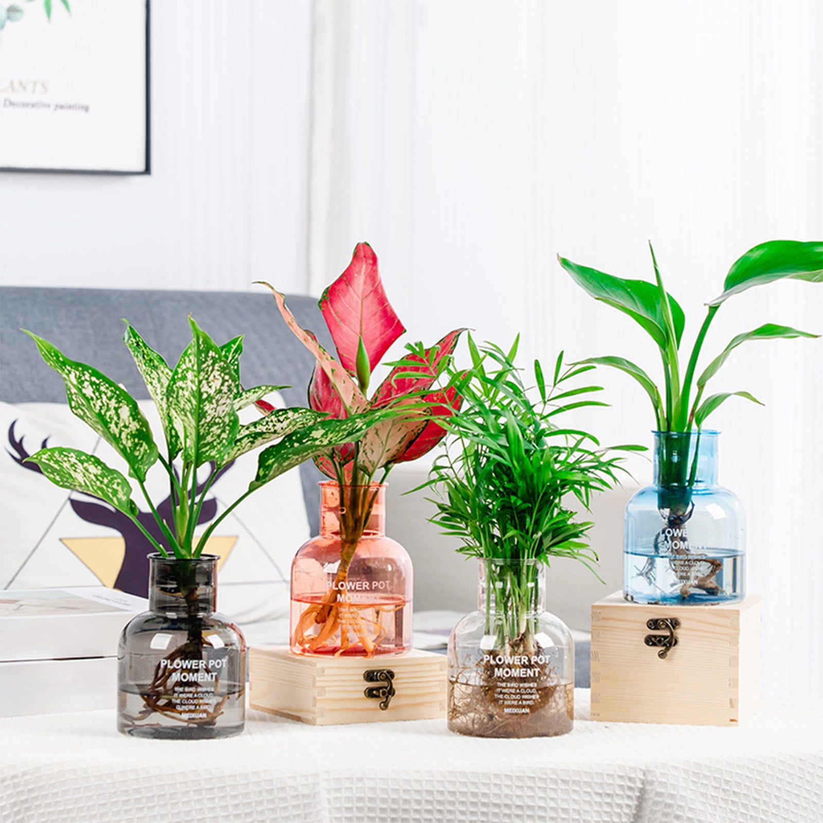 Clearance Items! Transparent Hydroponic Small Plant Pots, Indoor Living ...