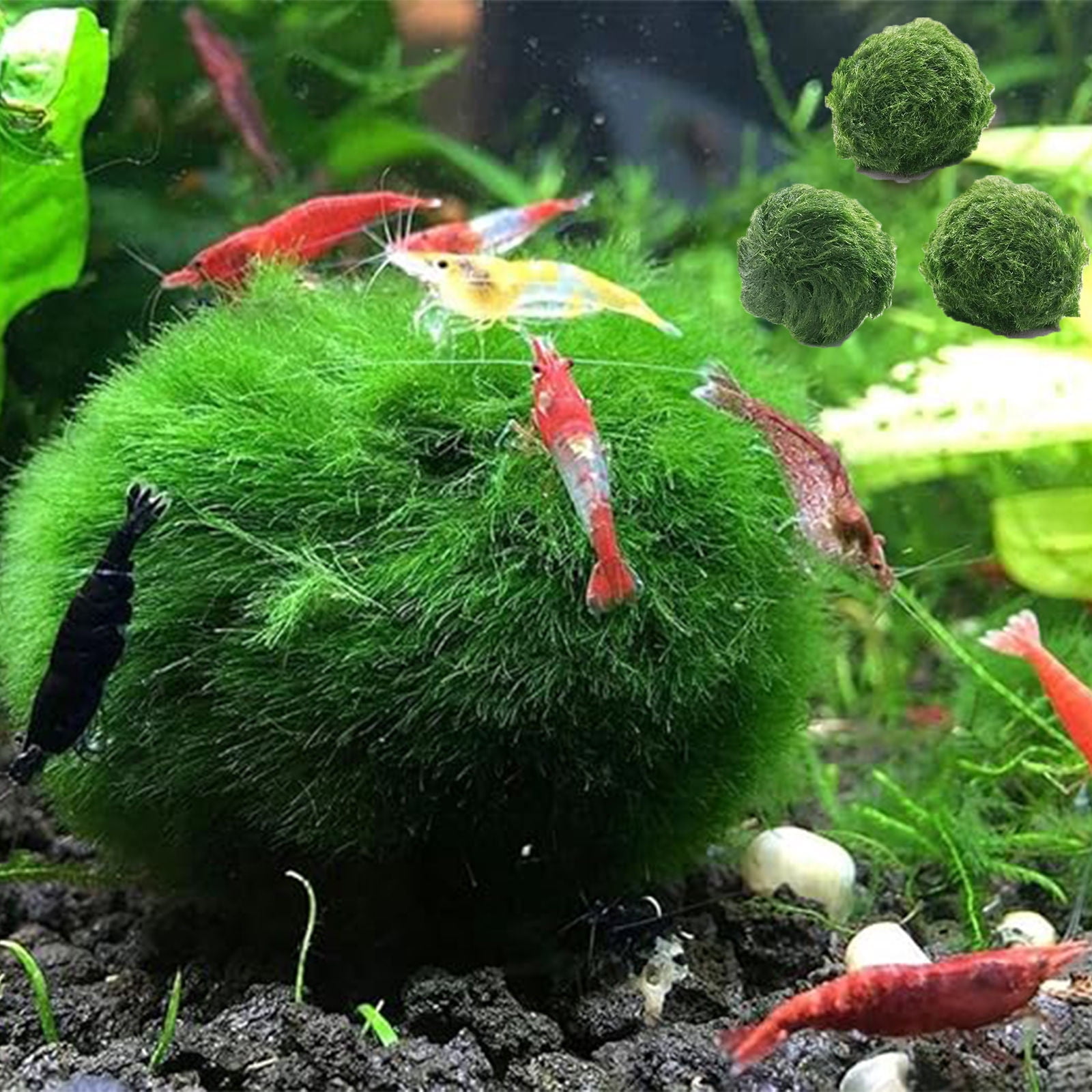 Customer reviews for Clearance!Moss Balls for Fish Tank, Moss Balls, 2024 New Marimo Moss Balls ...