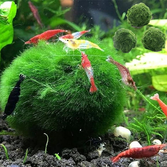 Live Marimo Moss Ball