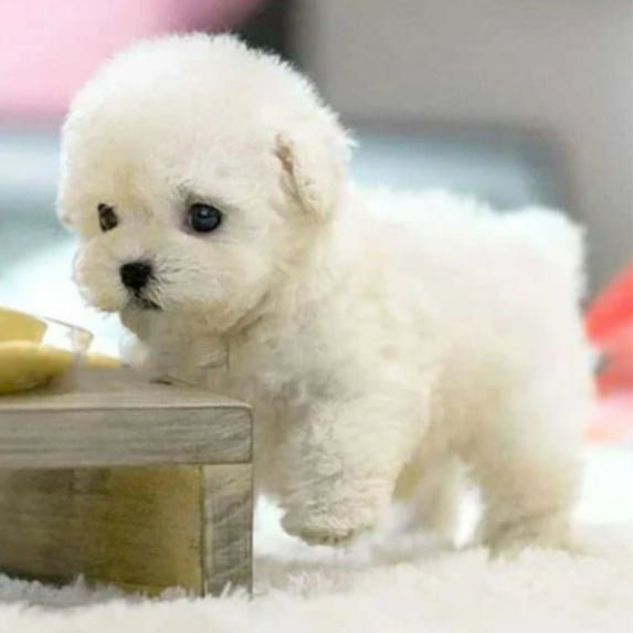 Clearance! Robot Dog Plush Toy Puppy Electronic Interactive Dog ...