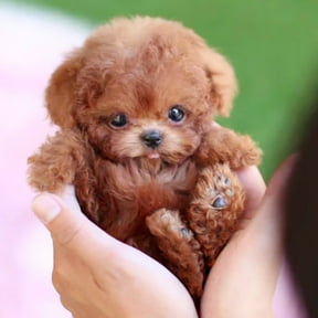 Little Live Pets - Interactive, Toilet-Trained Shelbert the Gotta Go ...