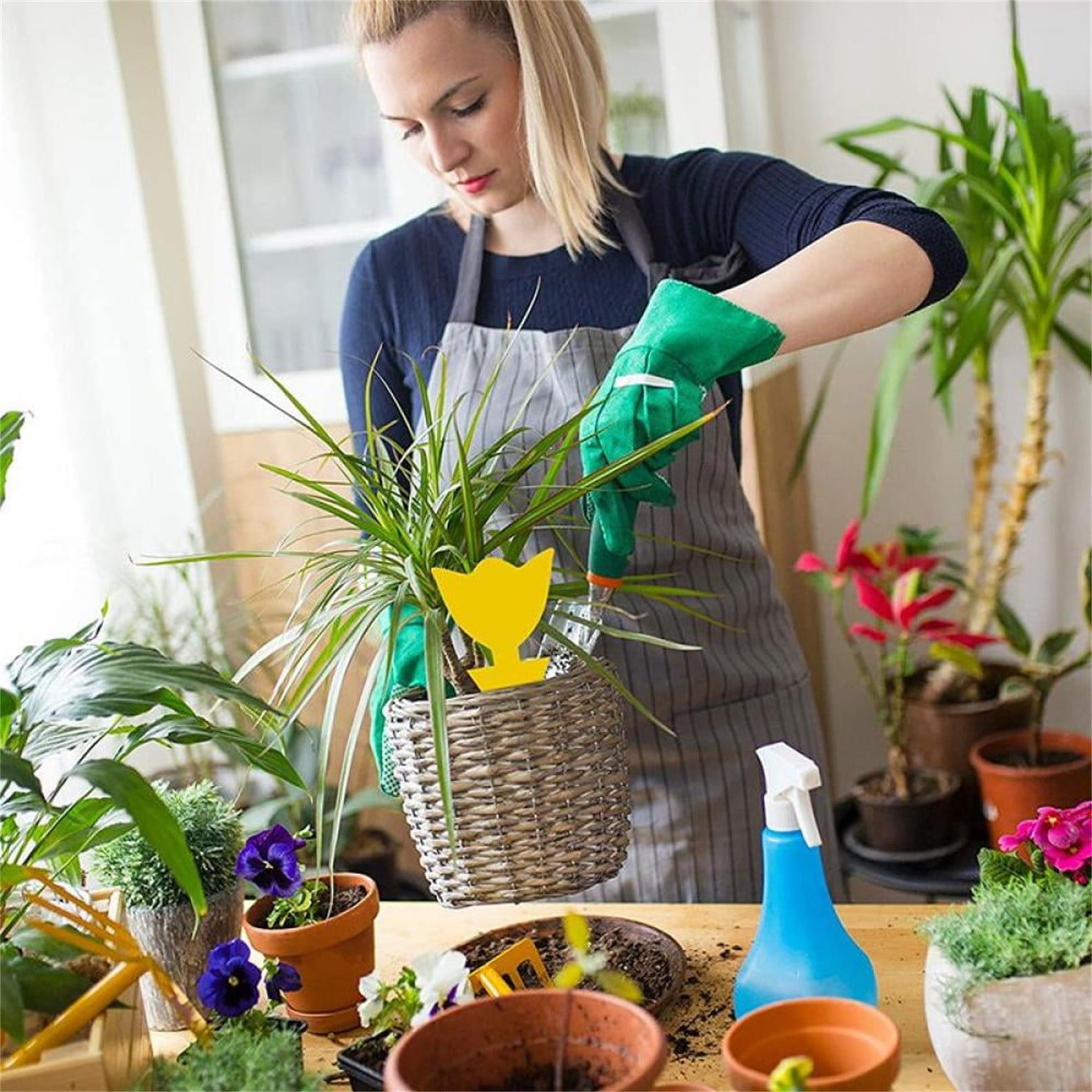 Clearance! Shapes Yellow Extremely Sticky Traps for Fungus Gnat, Fruit ...