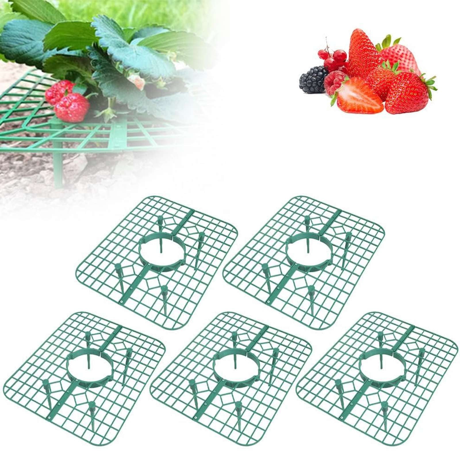 Clearance Strawberry Plant Support Strawberry Stand Keeping Strawberry ...