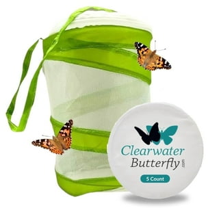 Butterfly Hatching Kit