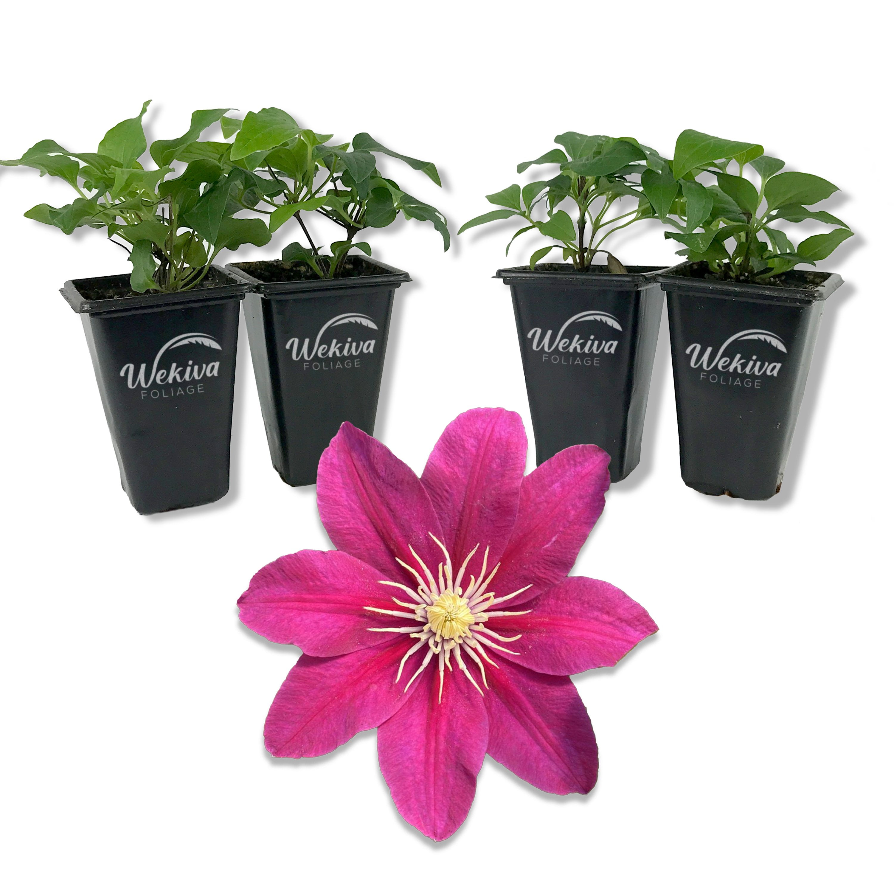Clematis Acropolis - 4 Live Starter Plants in 2 Inch Growers Pots ...