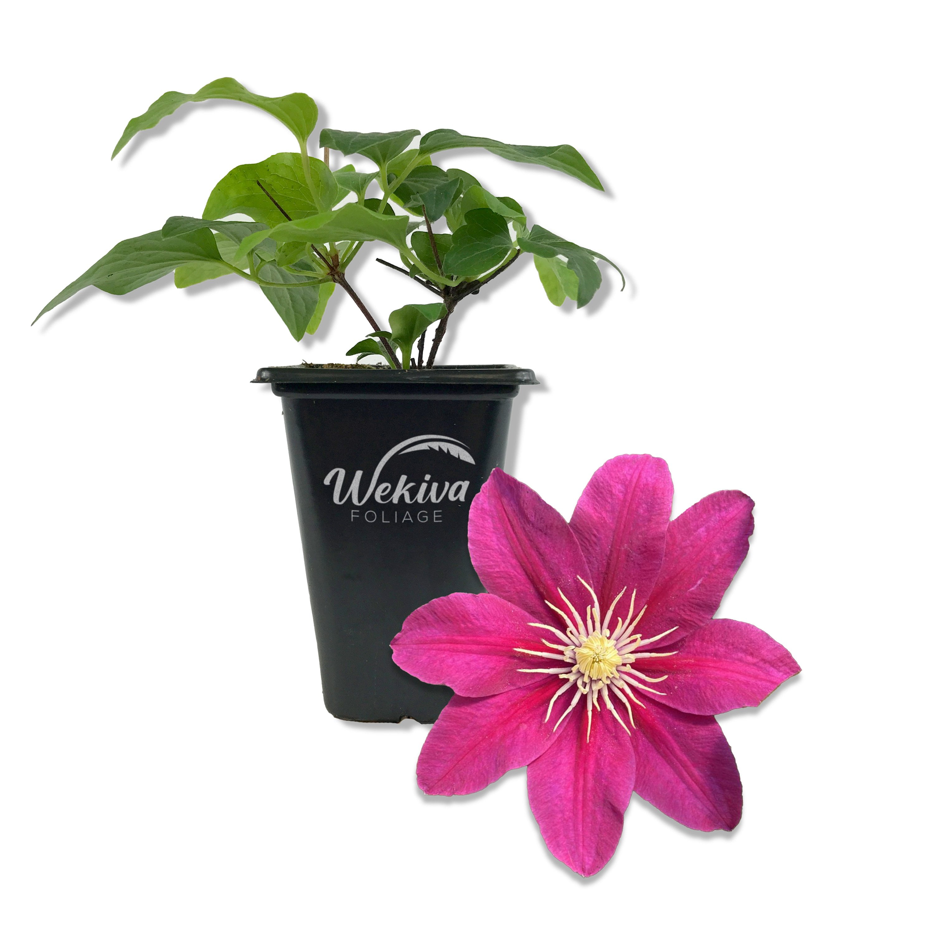 Clematis Acropolis - Live Starter Plant in a 2 Inch Growers Pot ...
