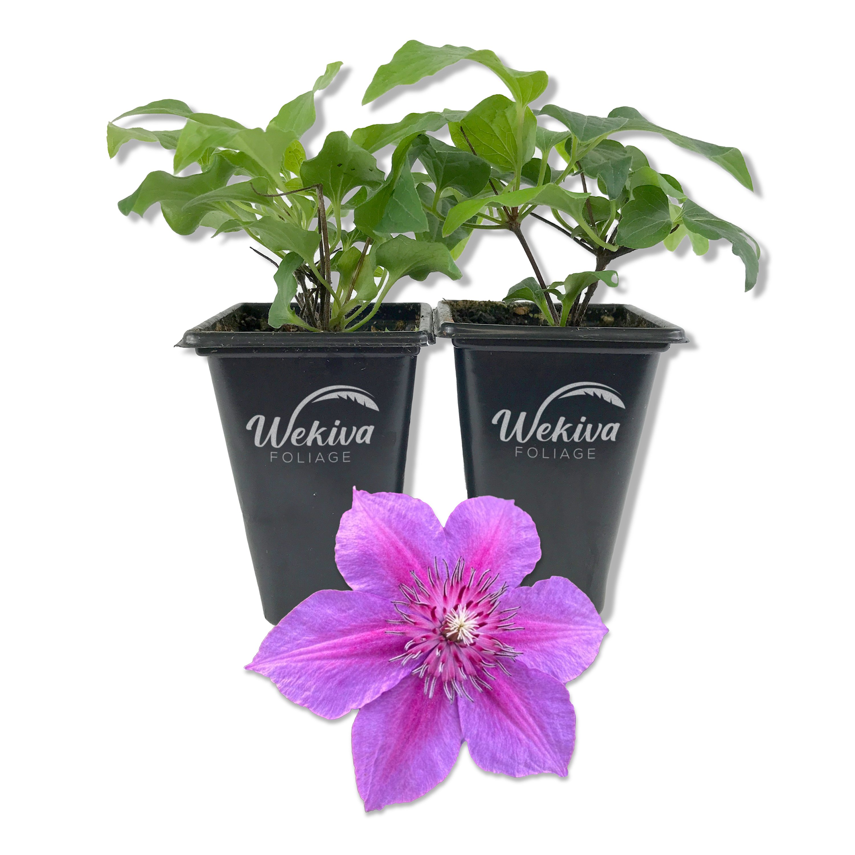 Clematis Adam's Courage - 2 Live Starter Plants in 2 Inch Growers Pots ...