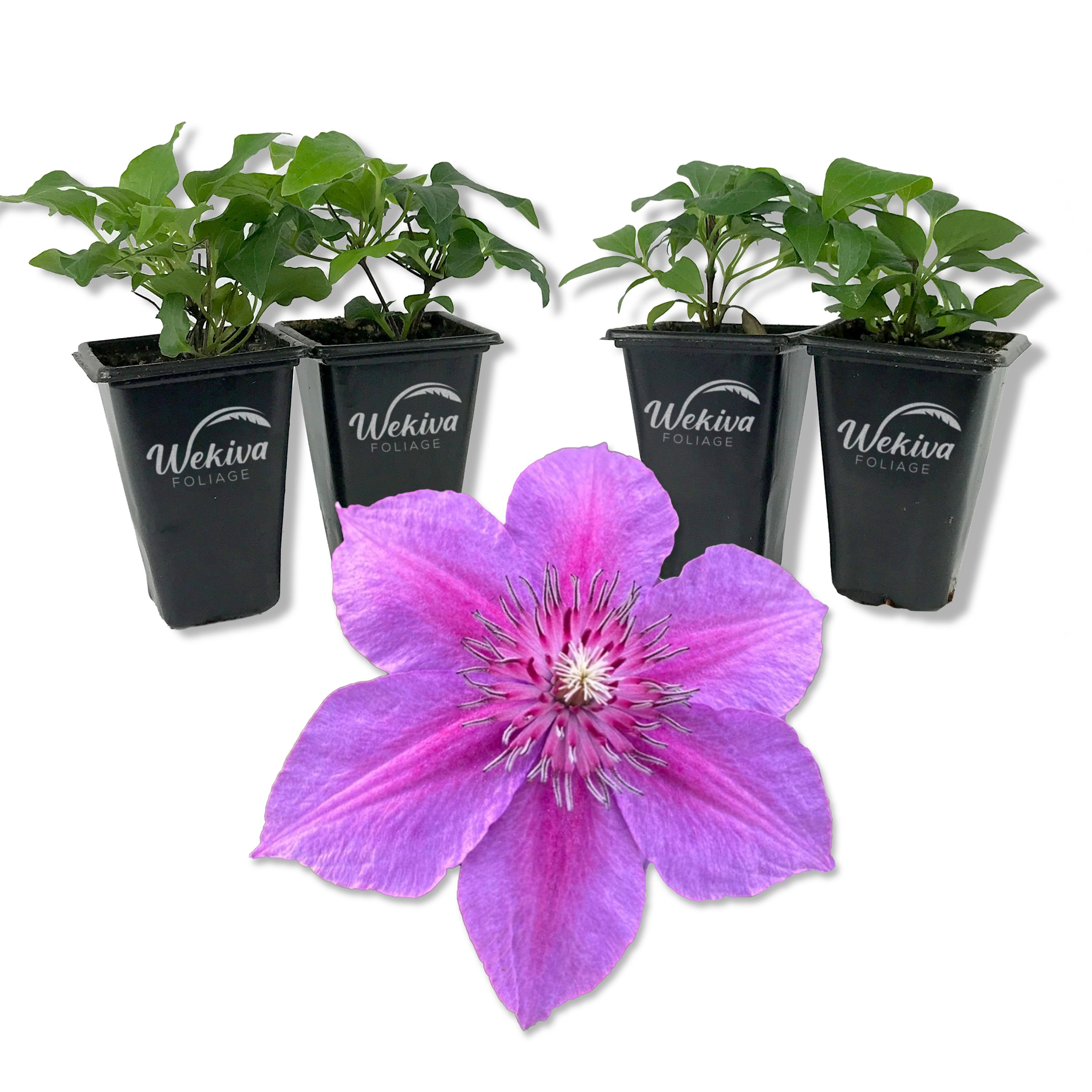 Clematis Adam's Courage - 4 Live Starter Plants in 2 Inch Growers Pots ...