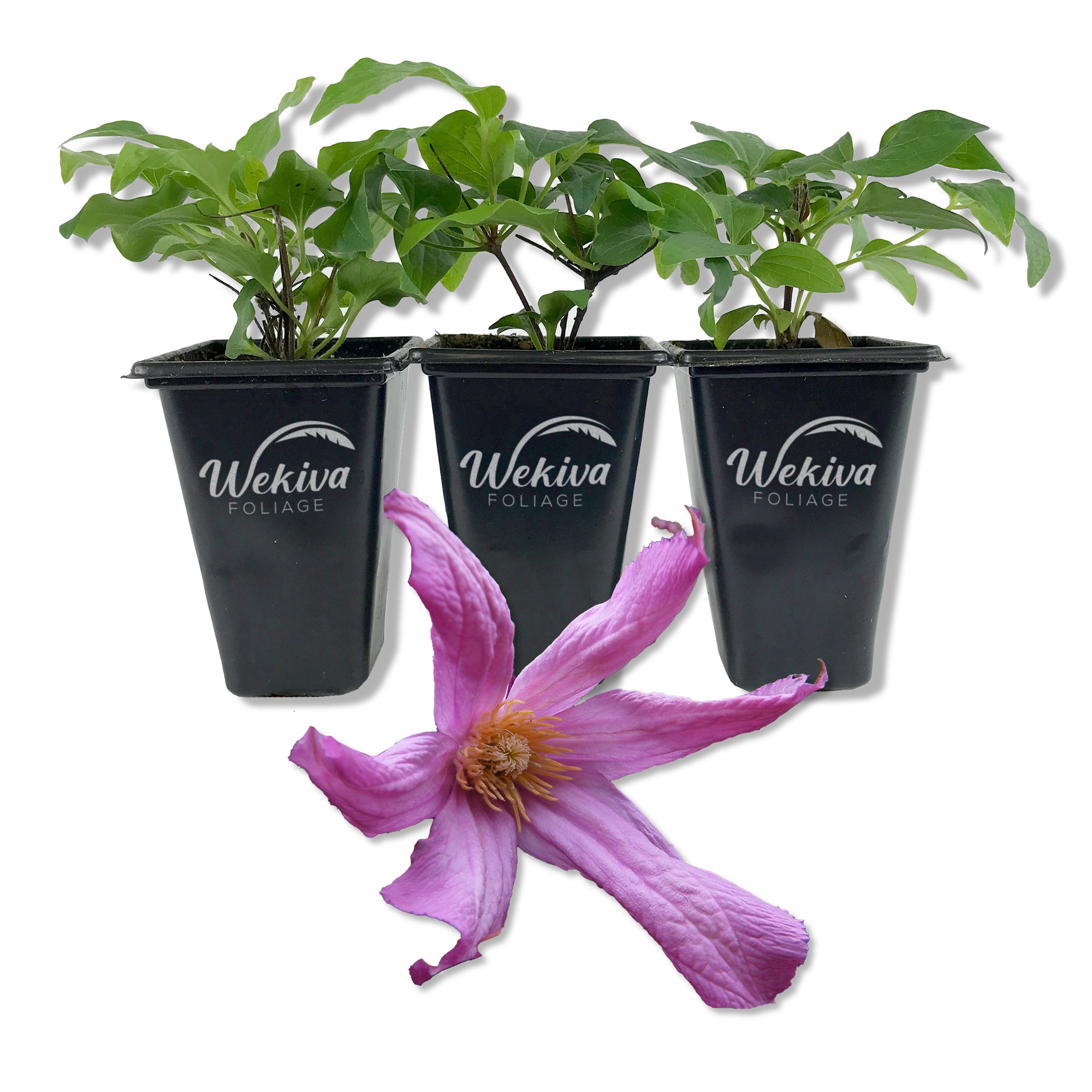 Clematis Alionushka - 3 Live Starter Plants in 2 Inch Growers Pots ...
