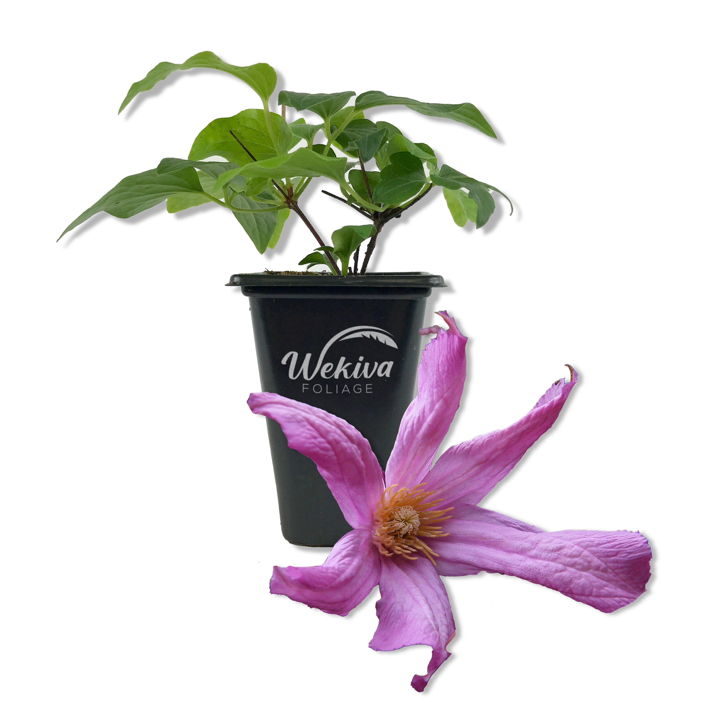 Clematis Alionushka - Live Starter Plant in a 2 Inch Growers Pot ...
