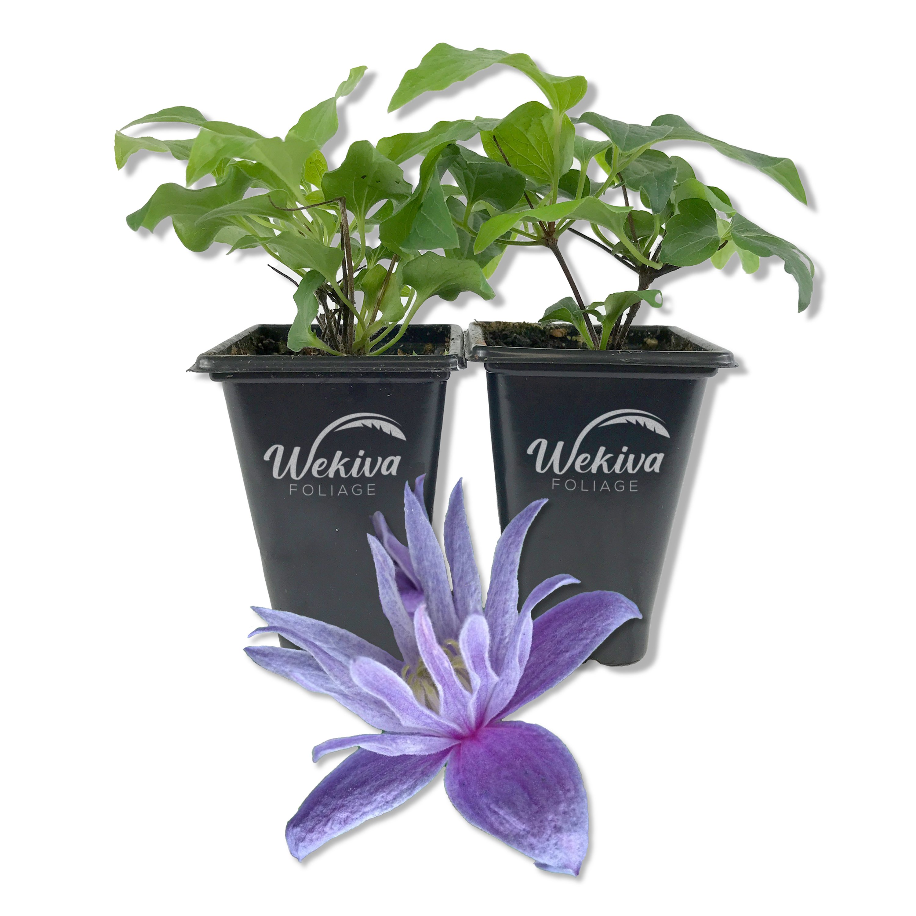 Clematis Alpina Blue Dancer - 2 Live Starter Plants in 2 Inch Growers ...