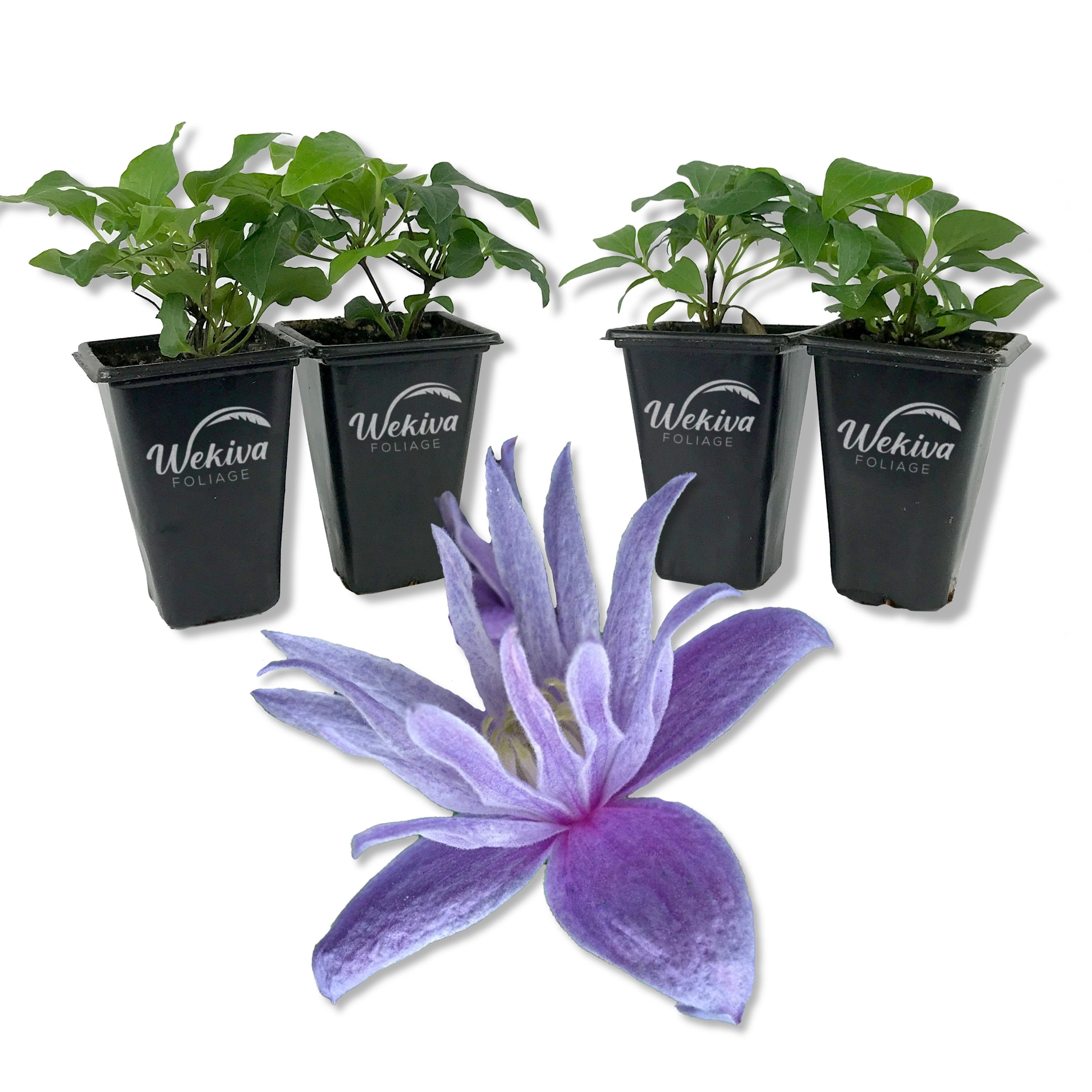 Clematis Alpina Blue Dancer - 4 Live Starter Plants in 2 Inch Growers ...