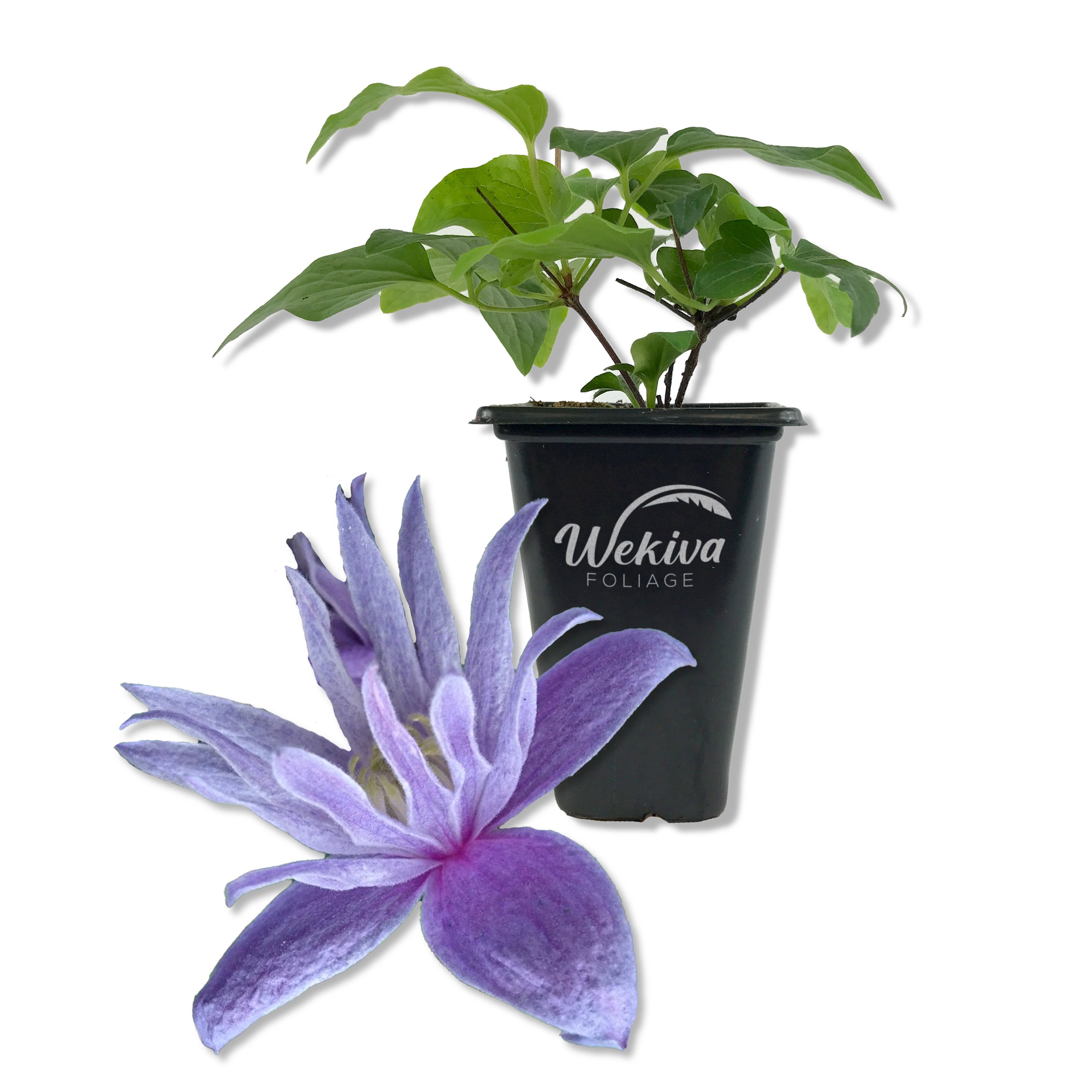 Clematis Alpina Blue Dancer - Live Starter Plant in a 2 Inch Growers ...