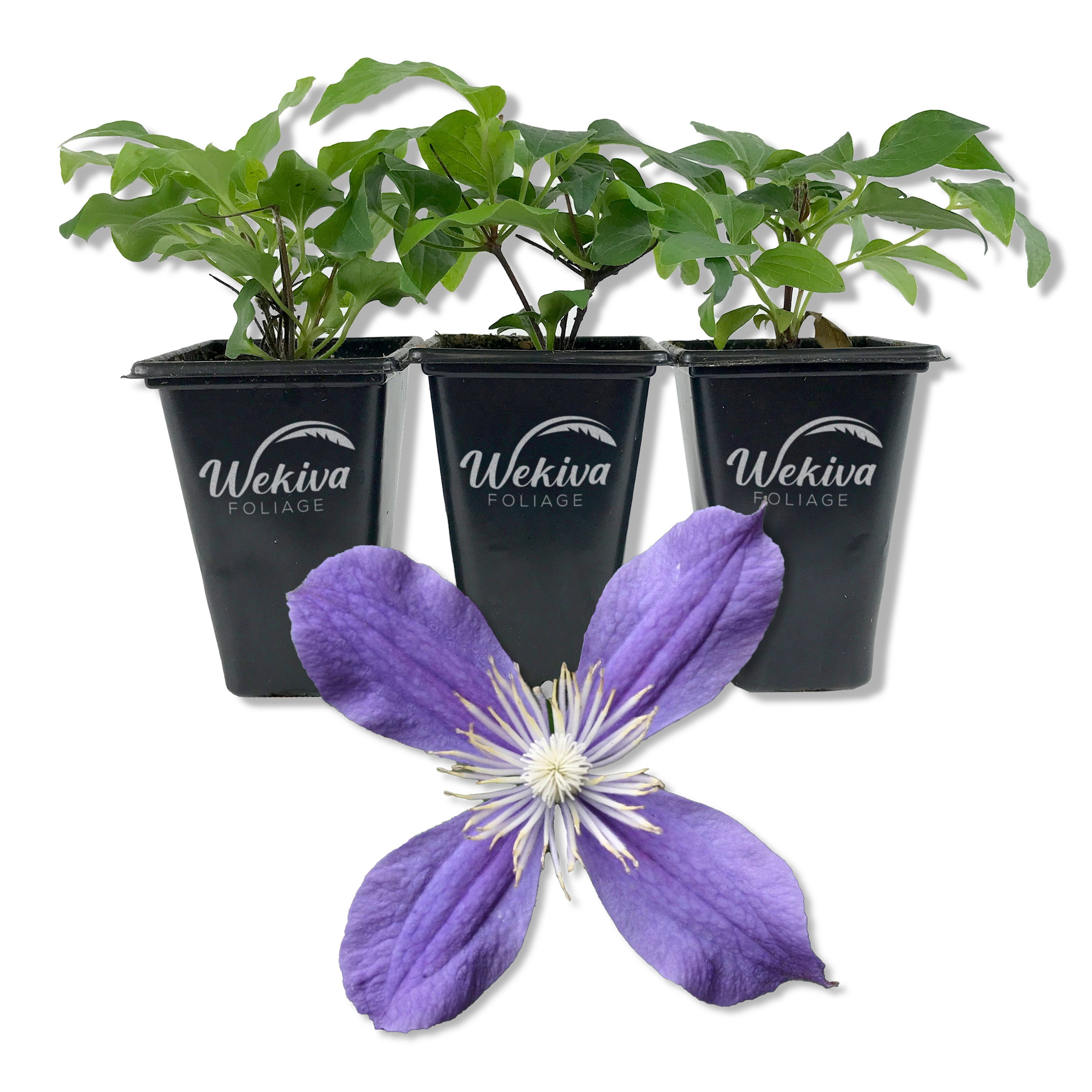 Clematis Arabella - 3 Live Starter Plants in 2 Inch Growers Pots ...