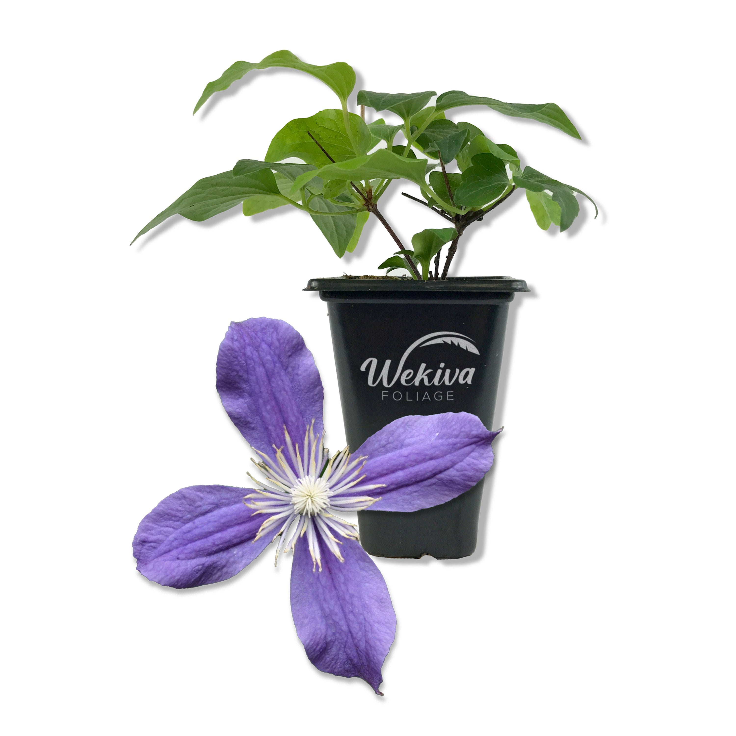Clematis Arabella - Live Starter Plant in a 2 Inch Growers Pot ...