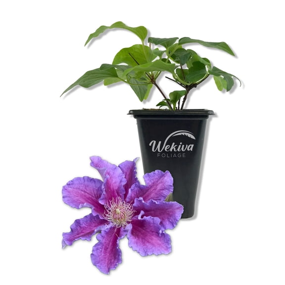 Clematis Plants in Perennials - Walmart.com