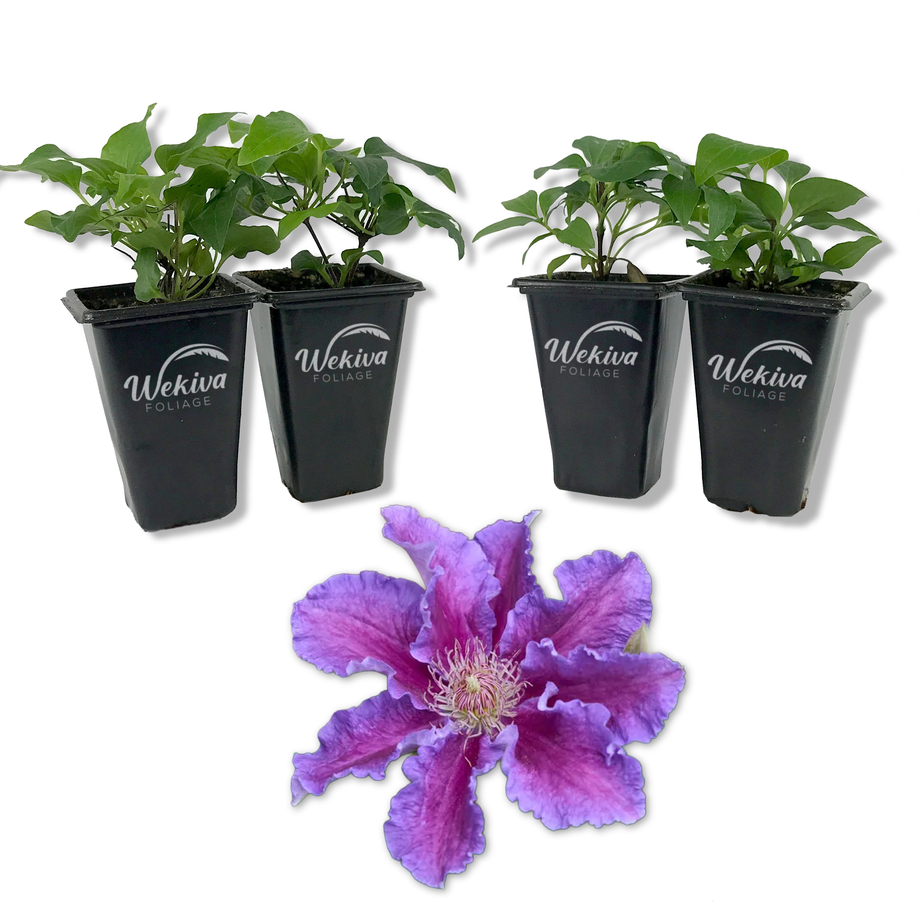 Clematis Baroness Fookes - 4 Live Starter Plants - Beautiful Multi ...