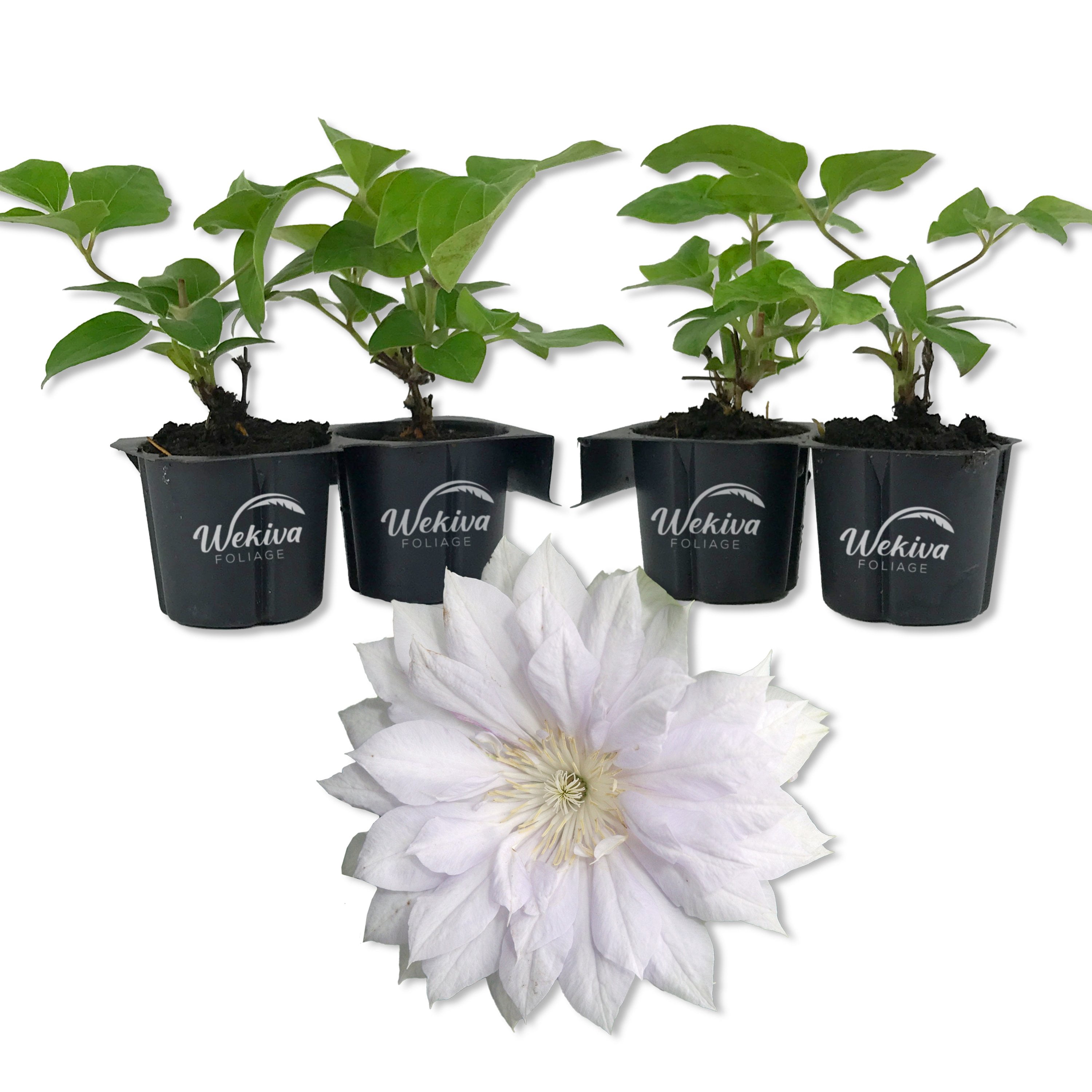 Clematis Belle of Woking - 4 Live Starter Plants in 2 Inch Growers Pots ...