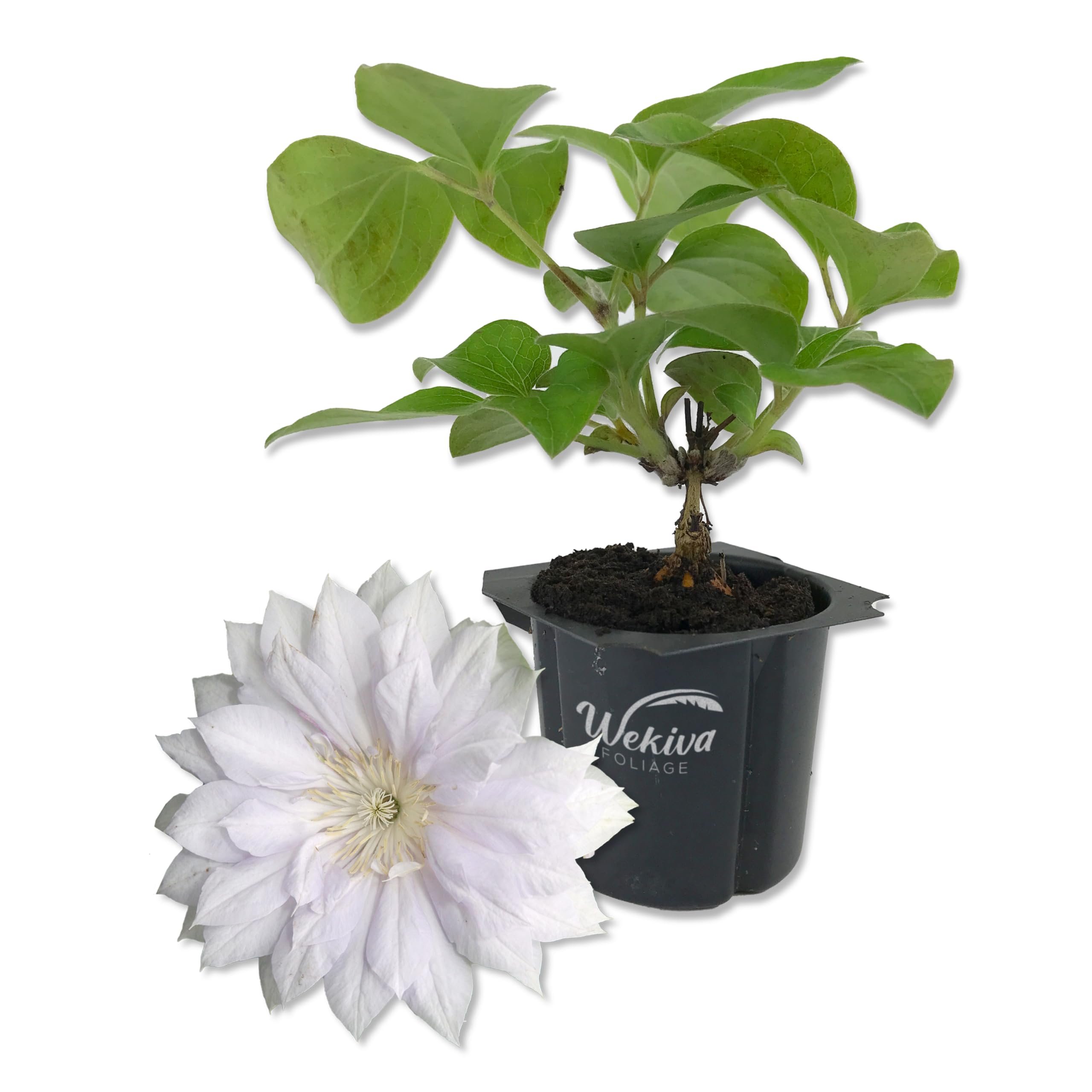 Clematis Belle of Woking - Live Starter Plant in a 2 Inch Growers Pot ...