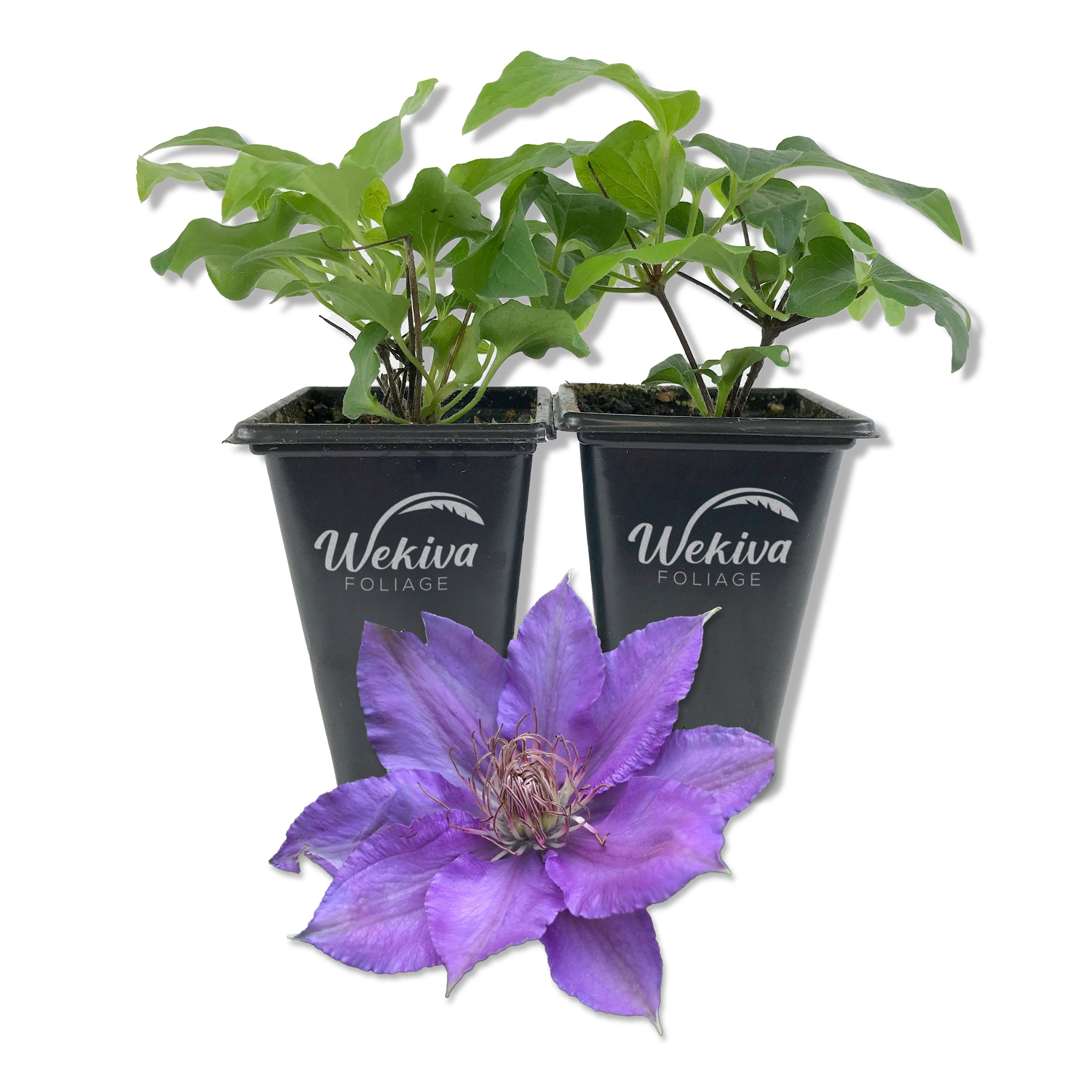 Clematis Bijou - 2 Live Starter Plants in 2 Inch Growers Pots - Starter ...