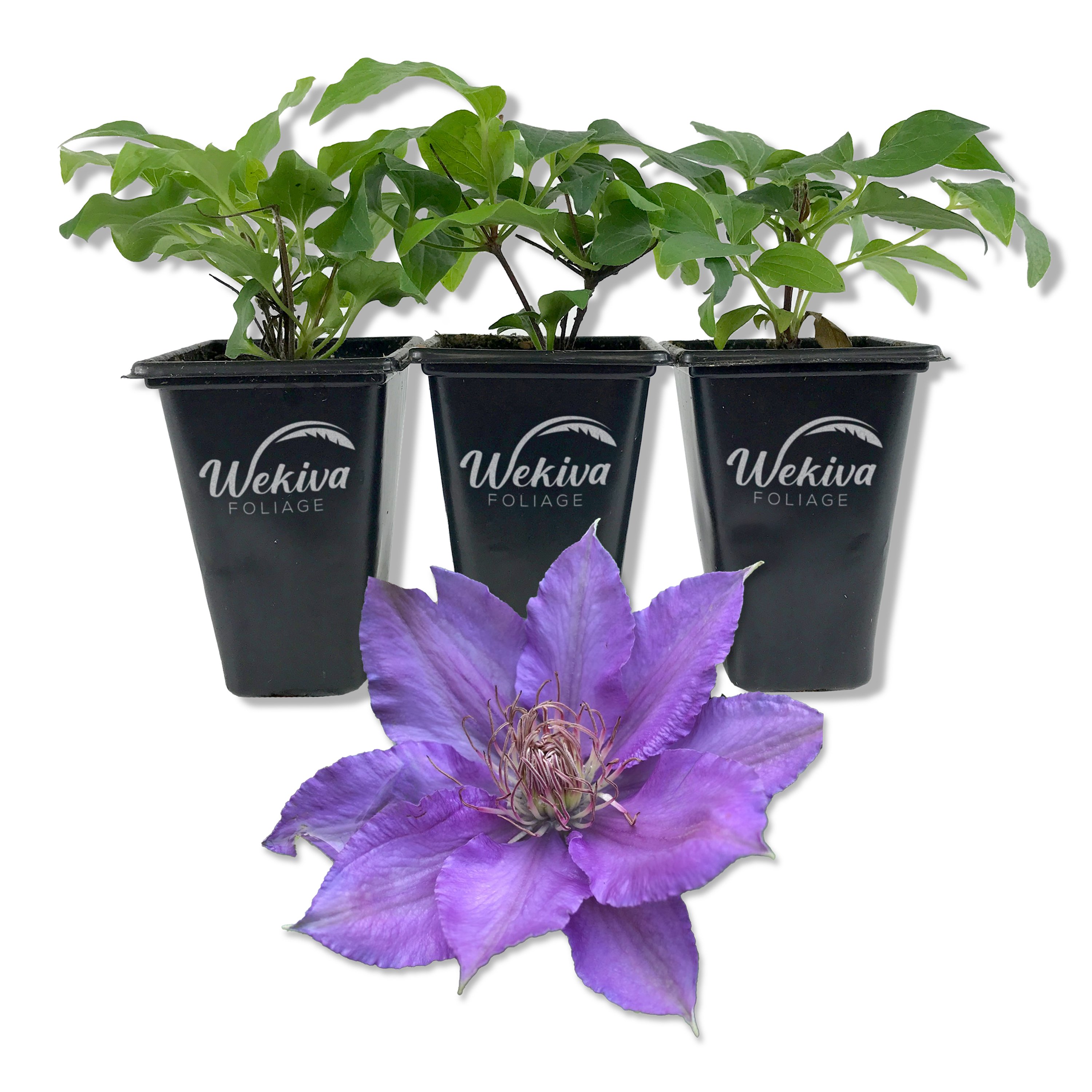 Clematis Bijou - 3 Live Starter Plants in 2 Inch Growers Pots - Starter ...
