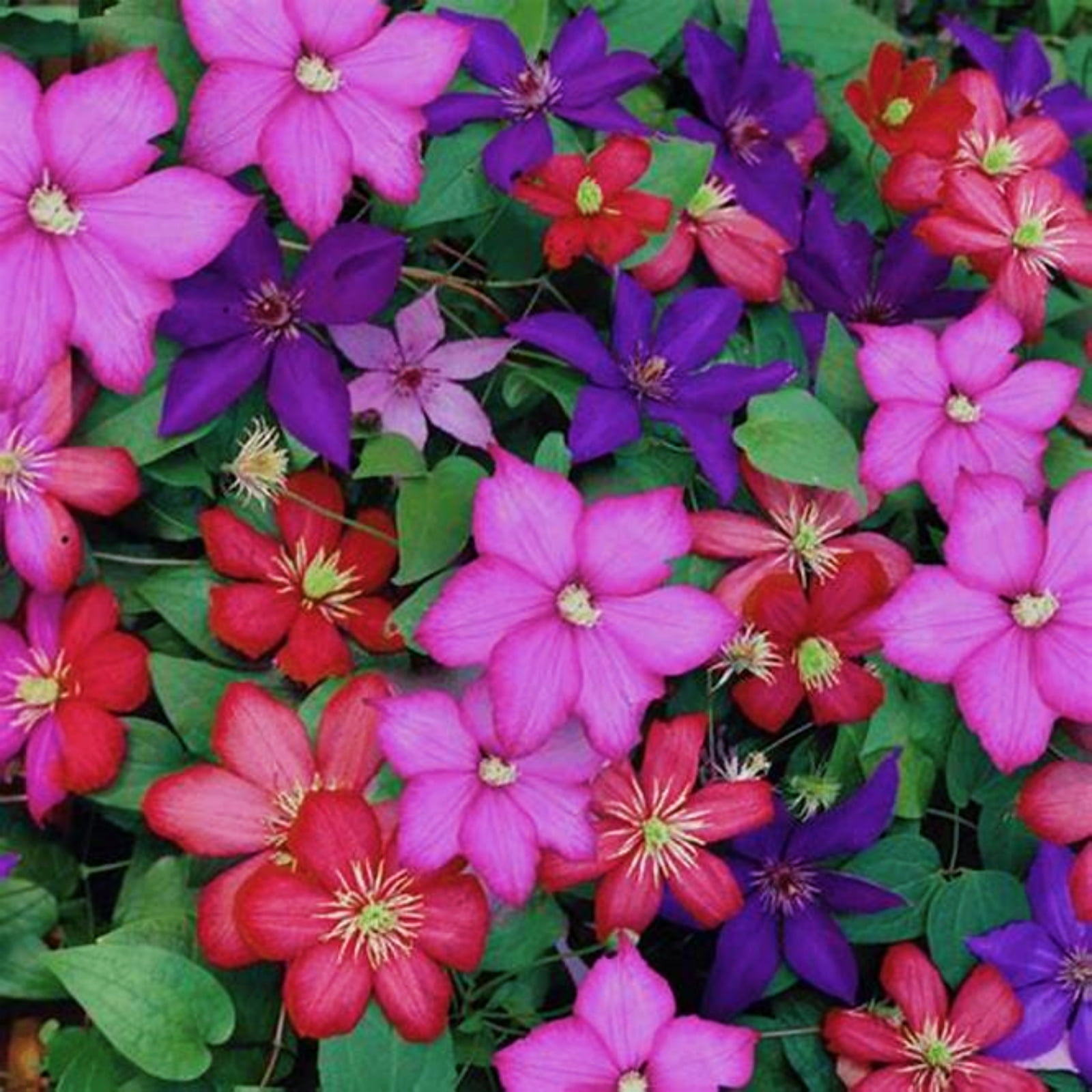 Clematis Bulbous Potted Indoor Garden Climbing Vines Green Plants ...