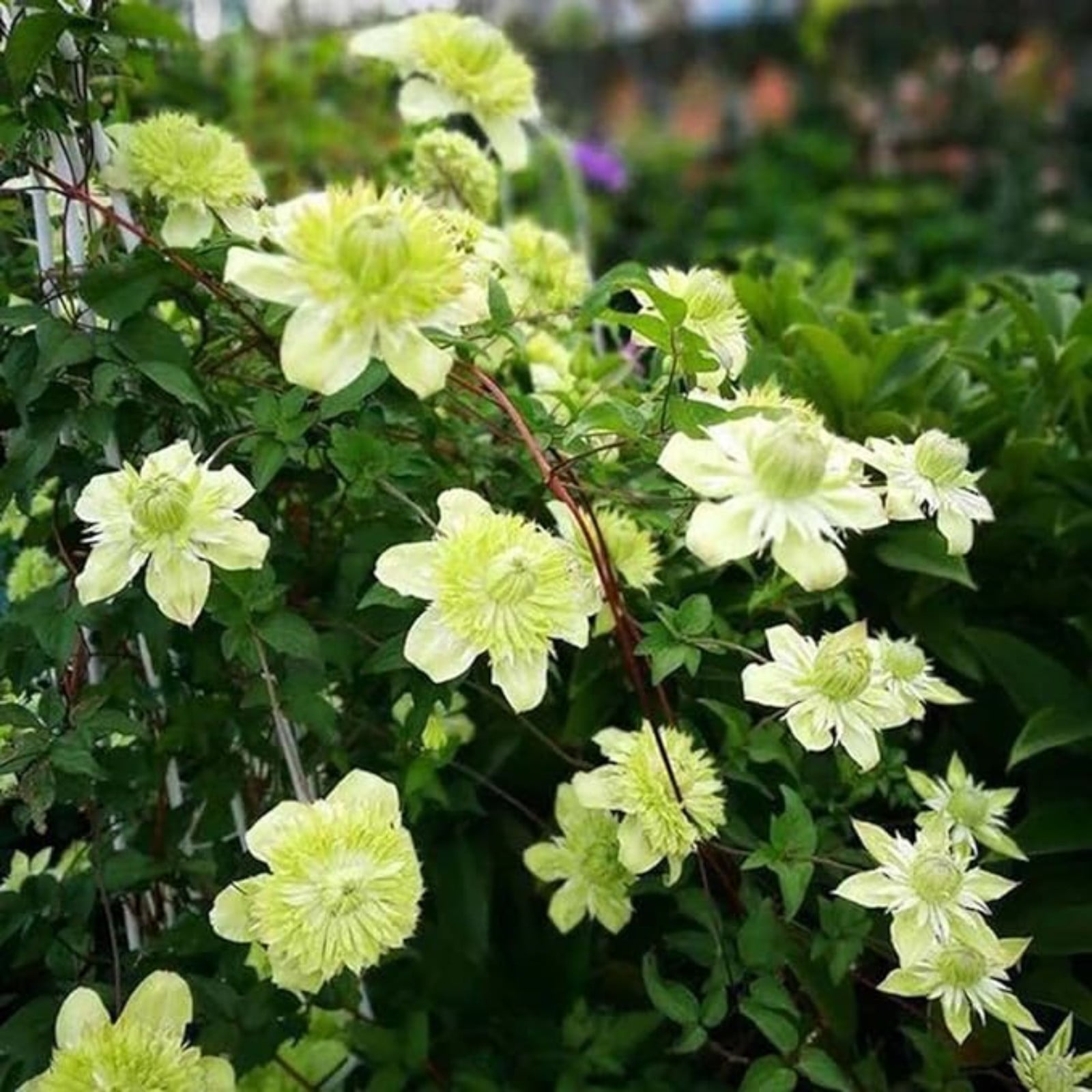 Clematis Bulbs,Clematis Flowers For Planting,Clematis Plants,Clematis ...