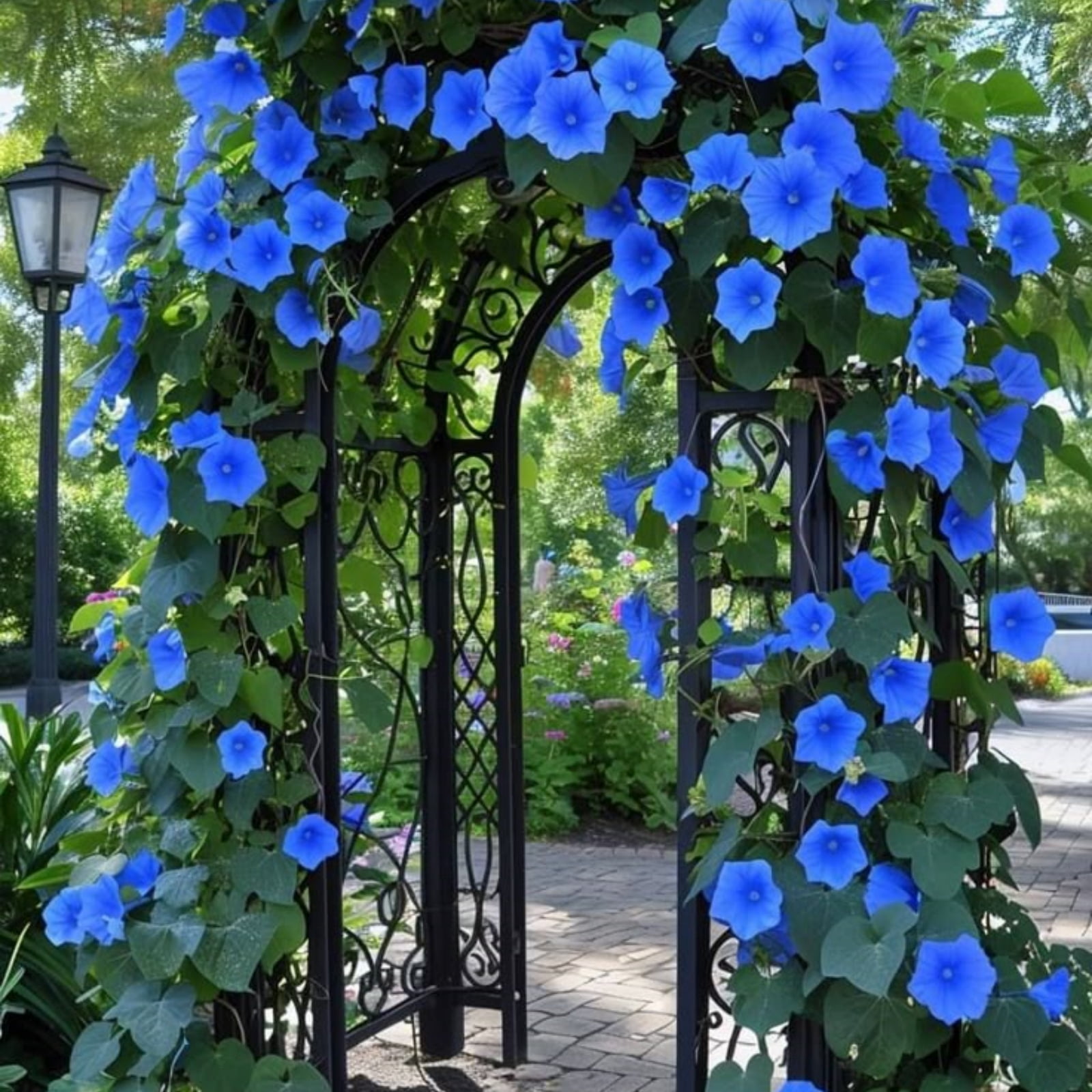 Clematis Bulbs For Planting, Vines, Perennial Cold-Resistant Plants ...