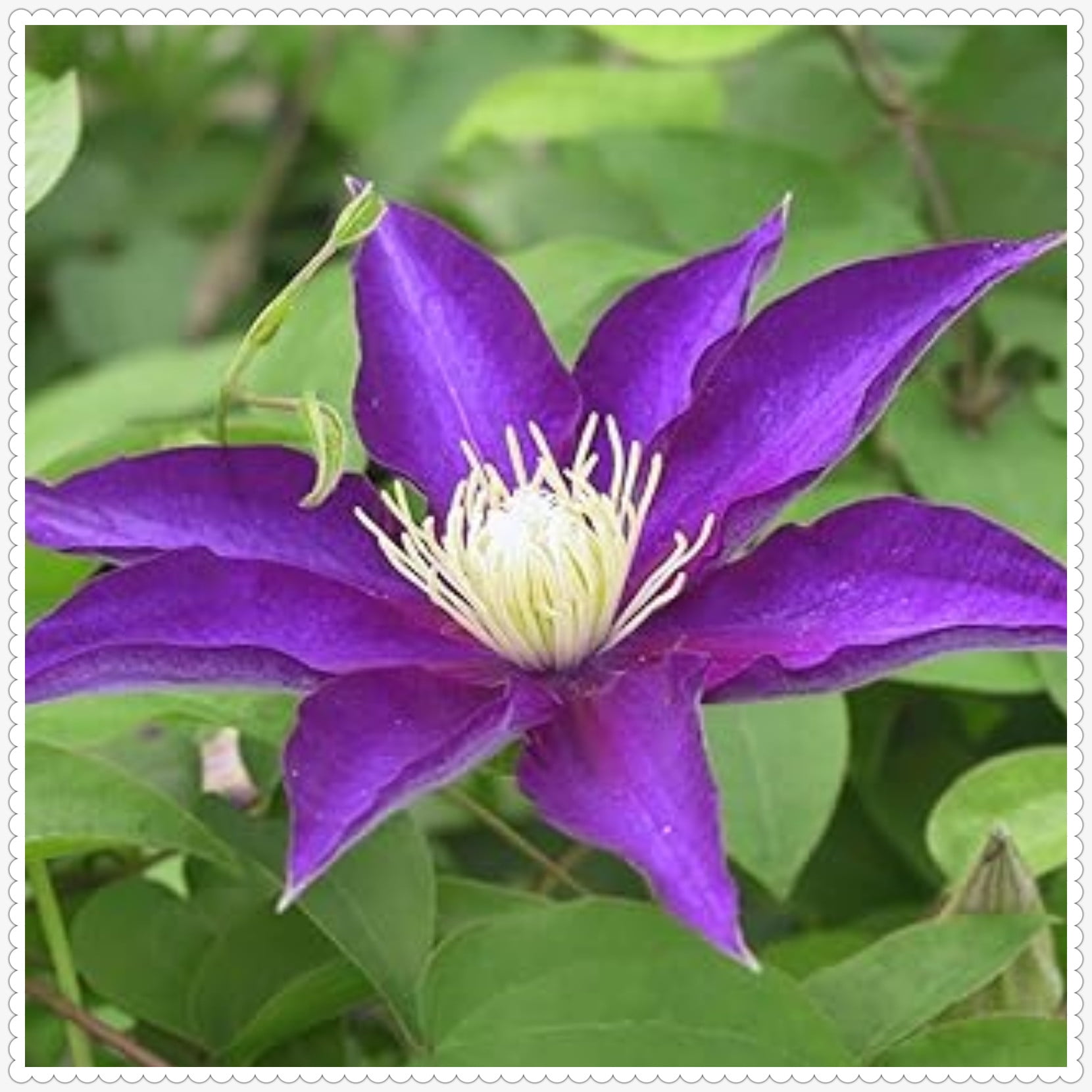 Clematis Bulbs For Sale Clematis Flowers For Planting Exquisite ...